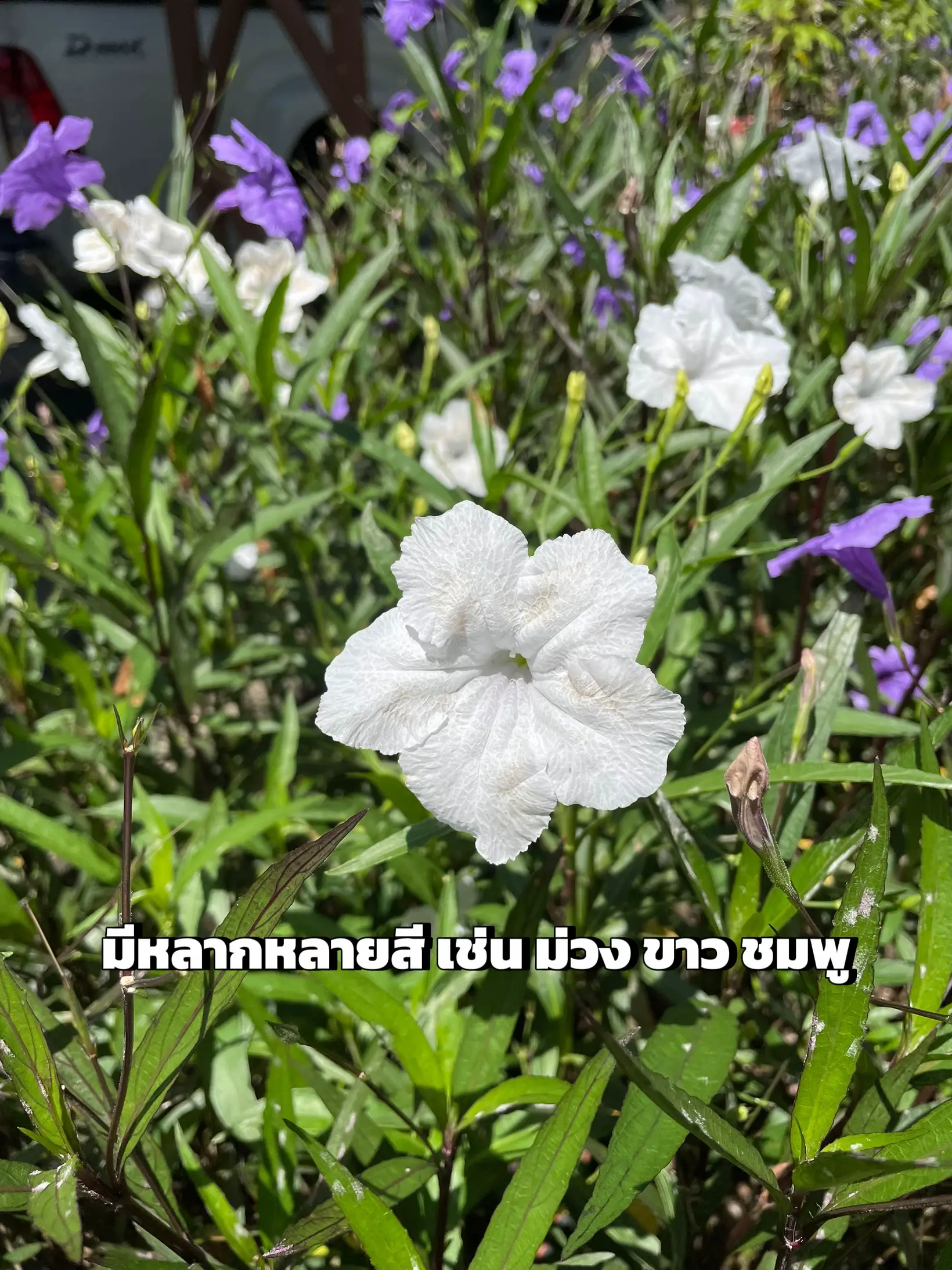 แนะนำดอกไม้ริมรั้ว สวยๆ ปลูกง่ายเลี้ยงง่าย | แกลเลอรีที่โพสต์โดย ...