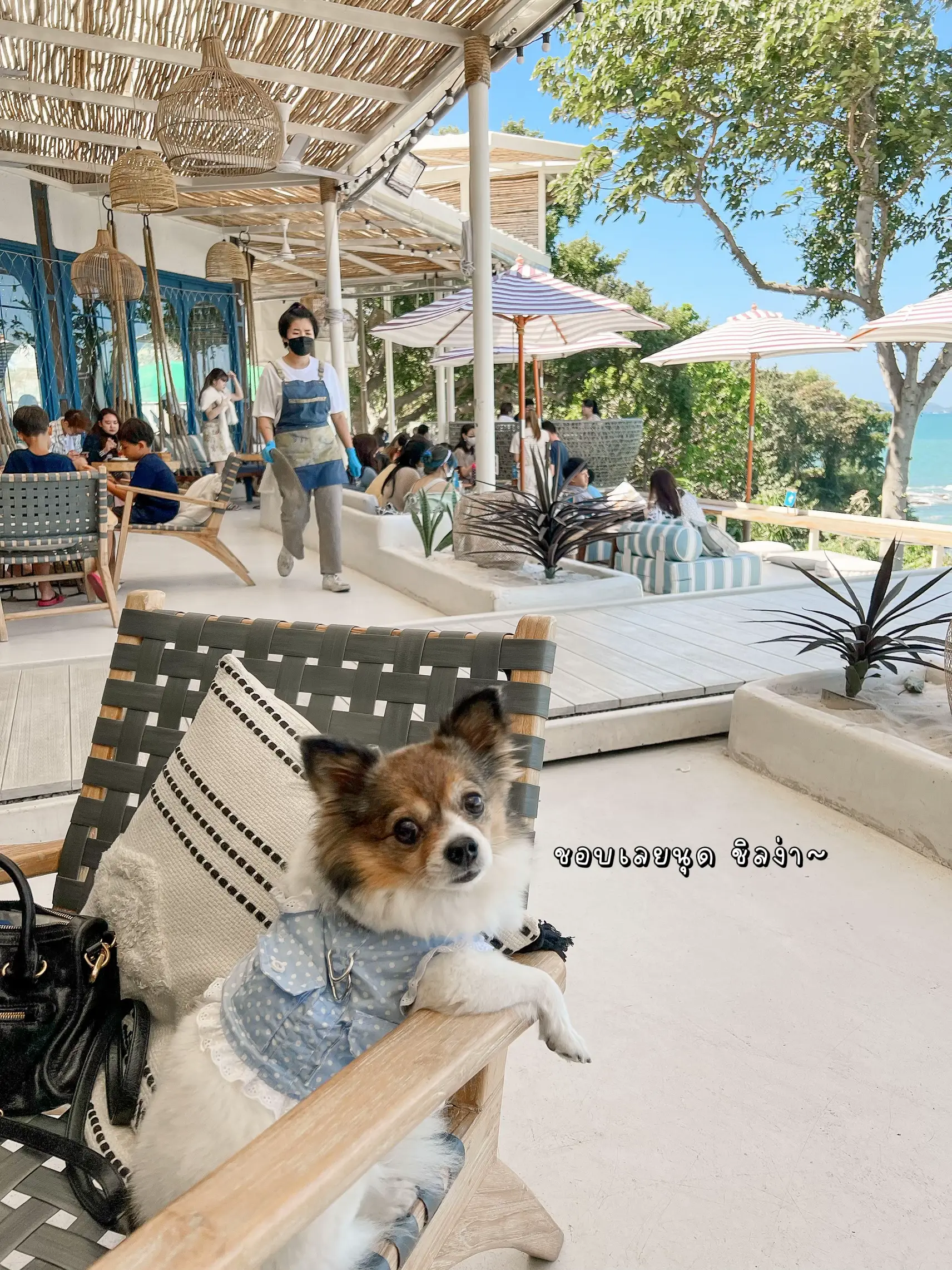วันเดย์ทริปพัทยา ฉบับ pet friendly 🐶🌊 | แกลเลอรีที่โพสต์โดย ployrk ️ | Lemon8