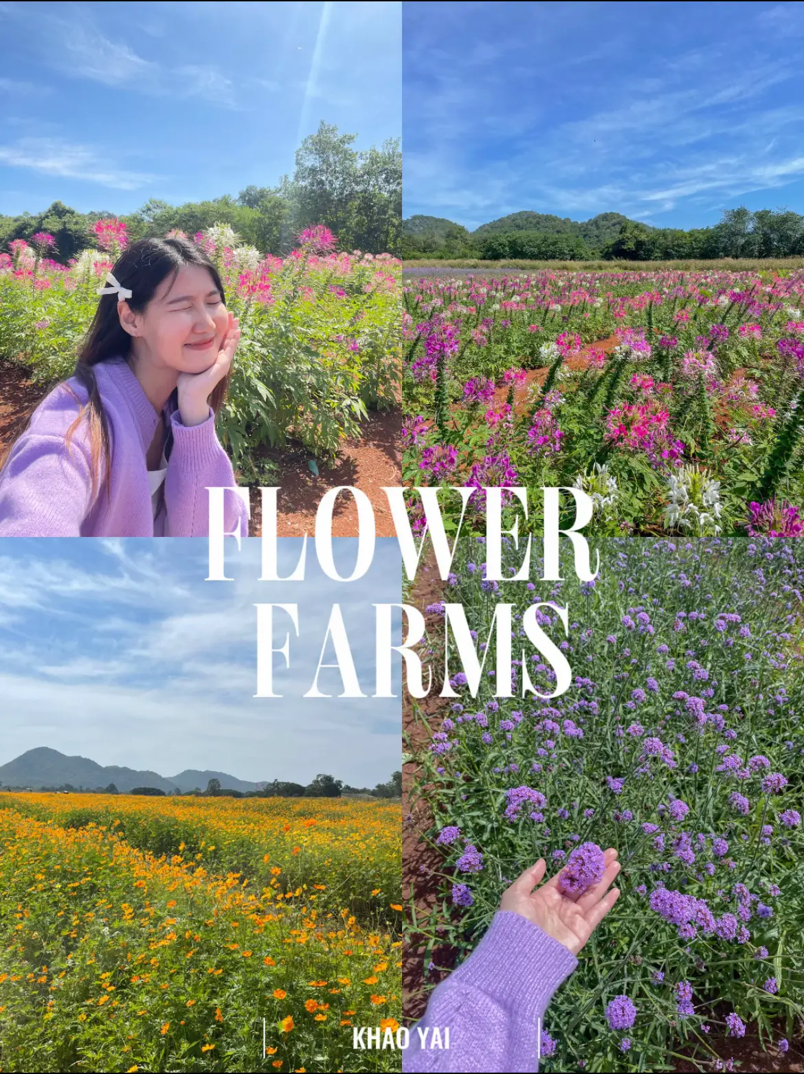 FLOWER FARMS @KHAO YAI 🌷🌸🌼🌹 | แกลเลอรีที่โพสต์โดย Miwmiw | Lemon8