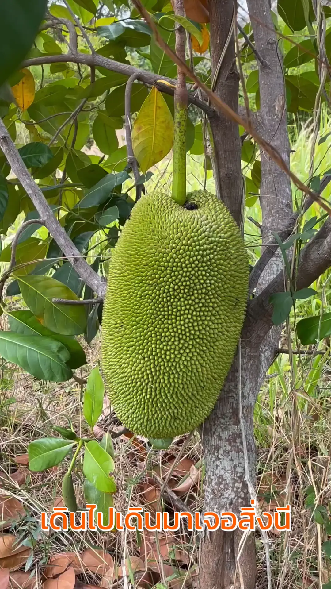 หมากมี่(ขนุน) | วิดีโอที่เผยแพร่โดย บ้านสวนchaiwat | Lemon8