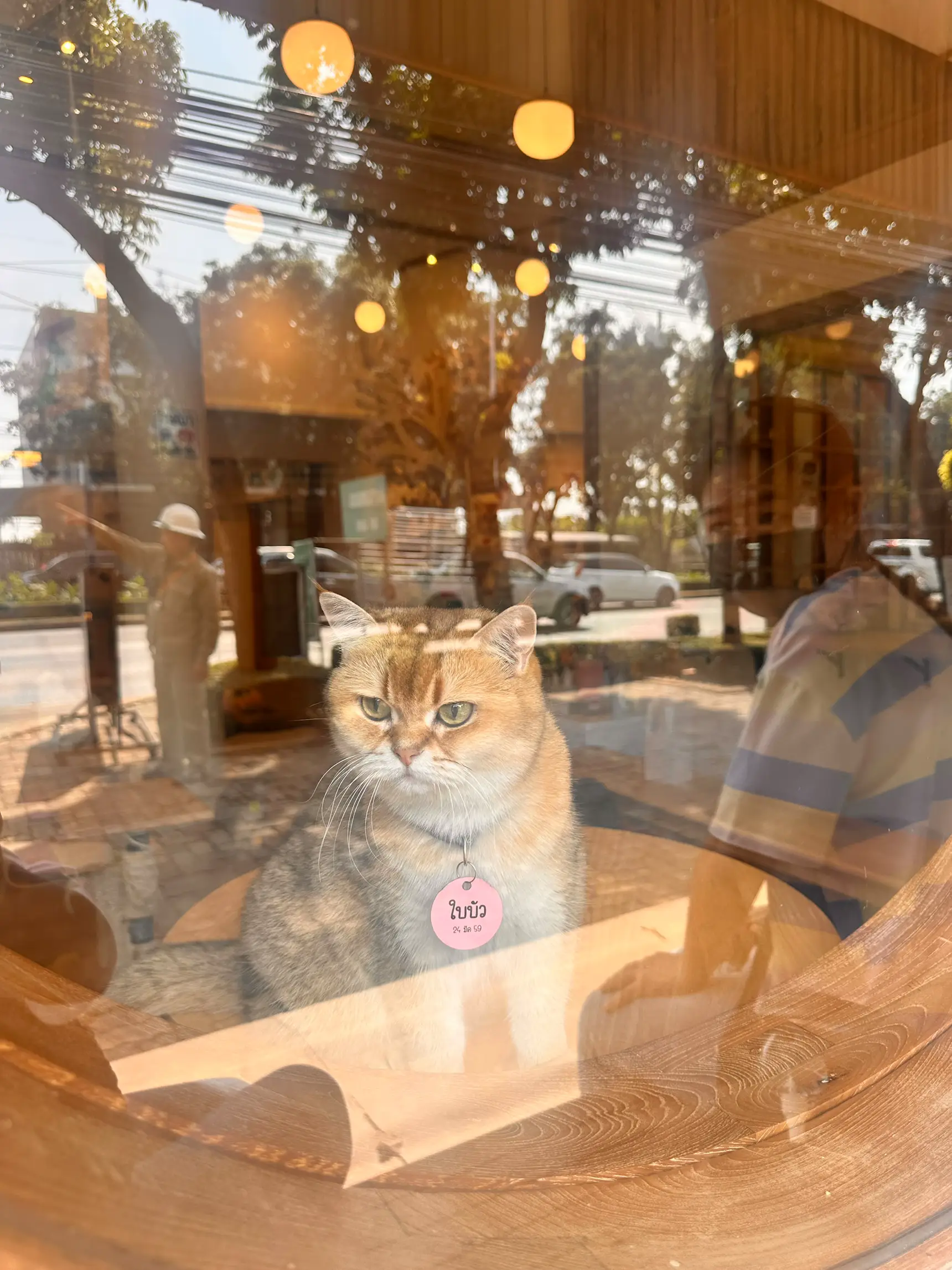 มาฮีลใจที่Chill cat cafe คาเฟ่แมวดังในตต ย่านเพชรเกษม | แกลเลอรีที่ ...