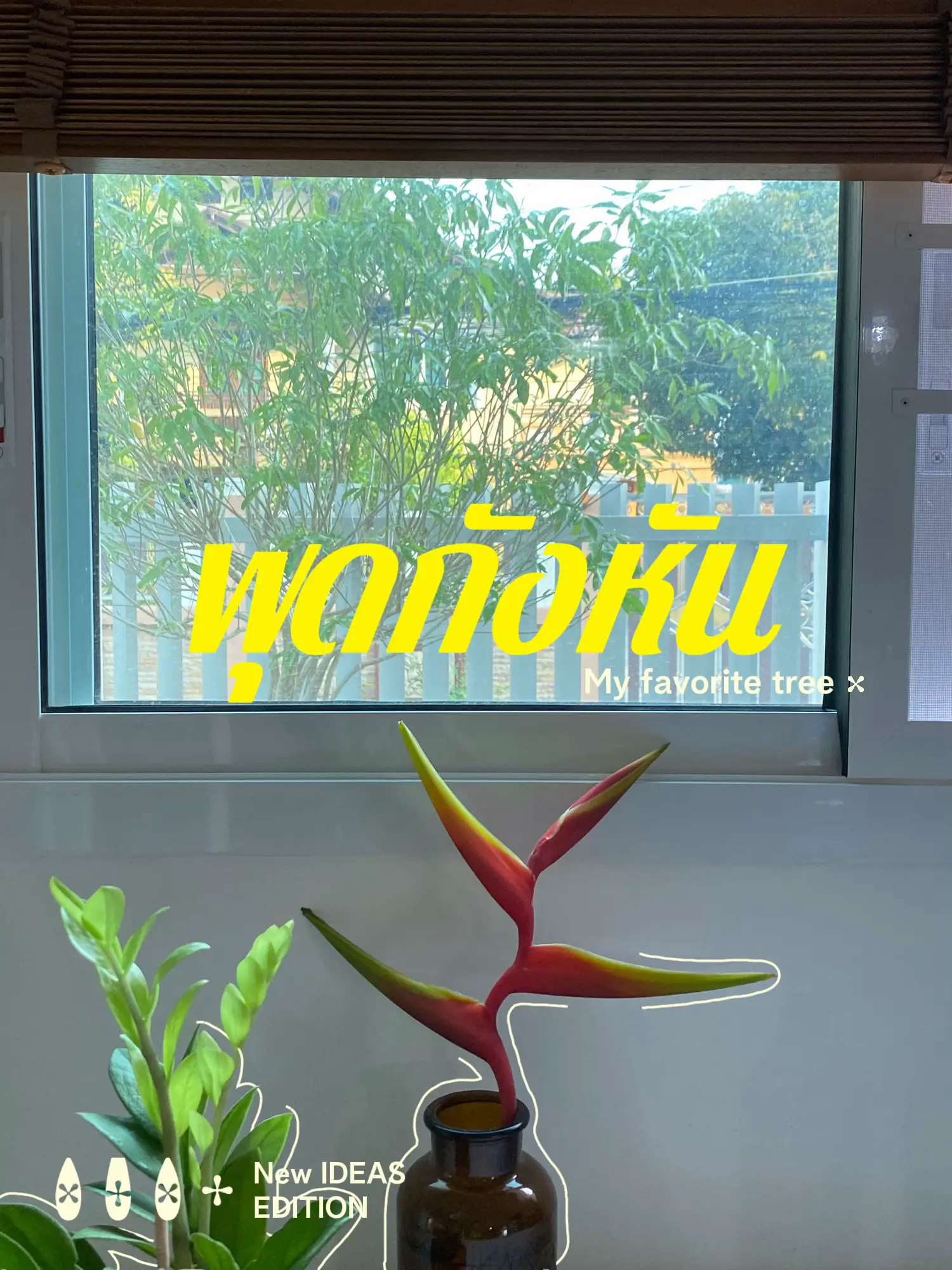 พุดกังหัน ต้นไม้ฟอร์มเท่ 🌲🌿 | แกลเลอรีที่โพสต์โดย Ban Mhee 🐻 | Lemon8