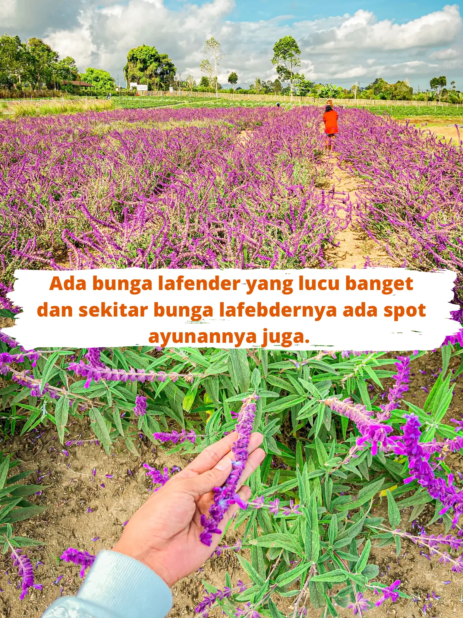 Rekomendasi Taman Bunga di Kintamani Bali 🌺🌼🌷 | Galeri diposting oleh andre.simsek | Lemon8