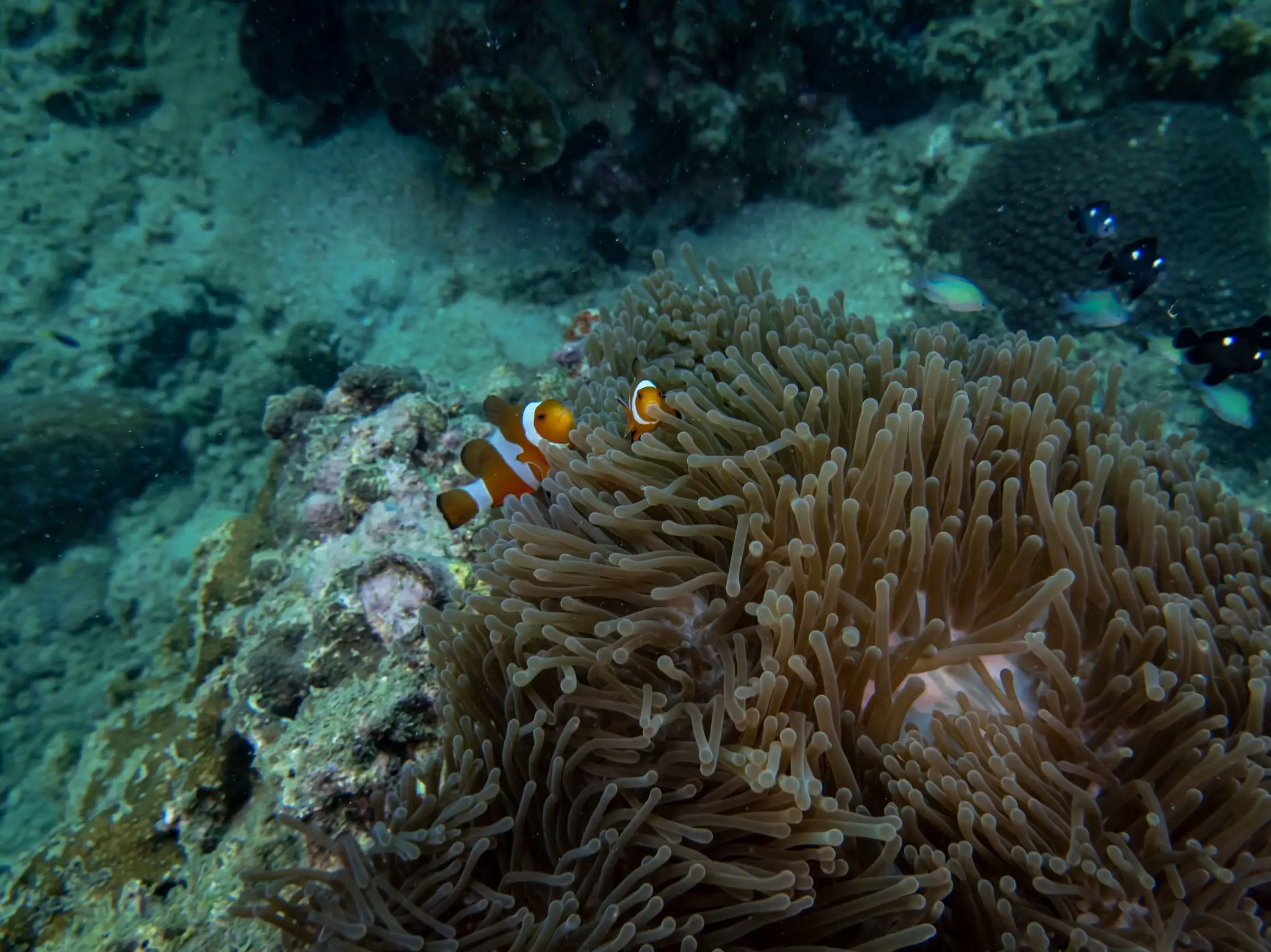 ดำน้ำเก็บขยะปลูกปะการัง | แกลเลอรีที่โพสต์โดย PIPE DIVE | Lemon8