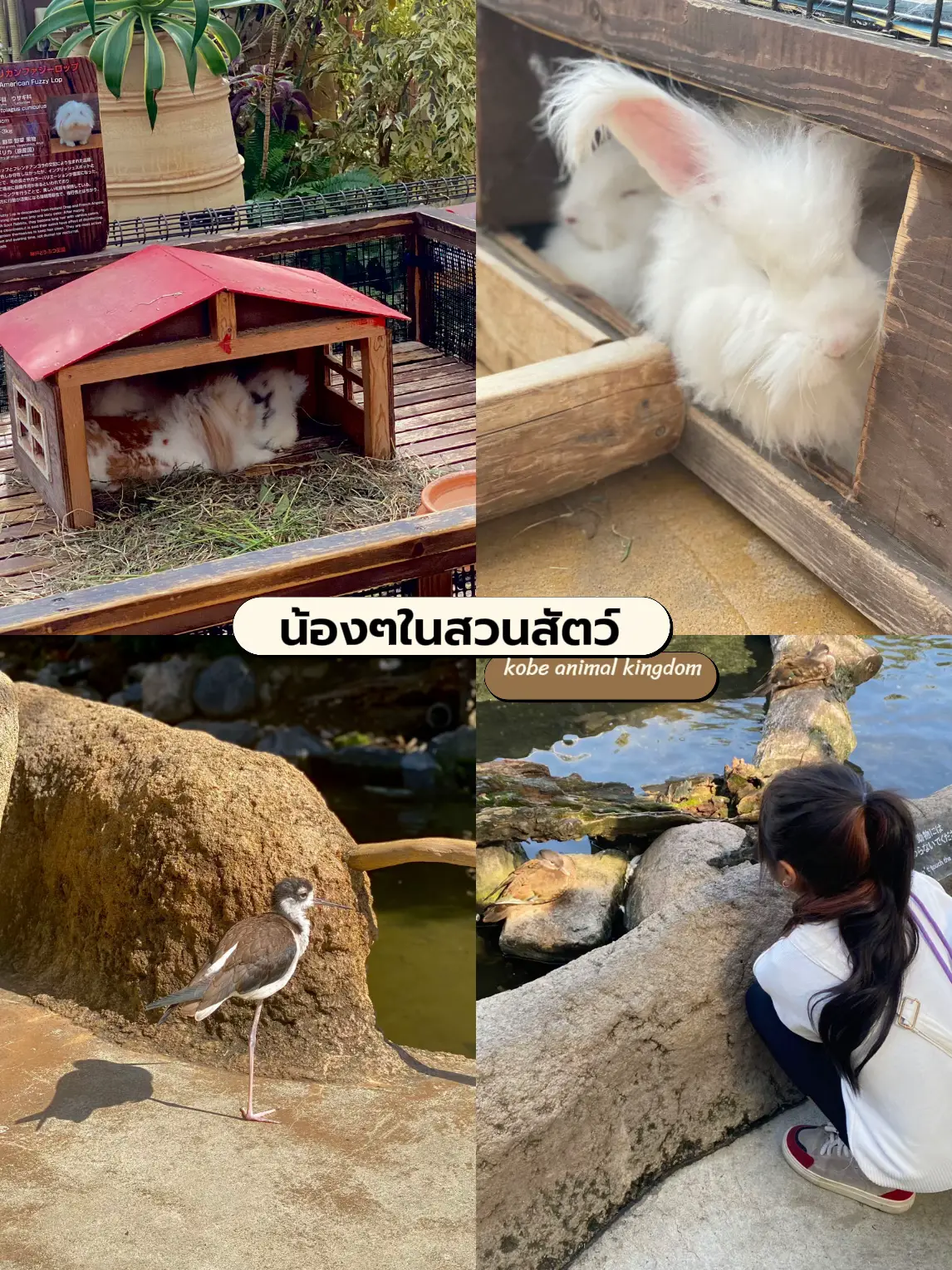 kobe animal kingdom | แกลเลอรีที่โพสต์โดย Looknam Suchada | Lemon8