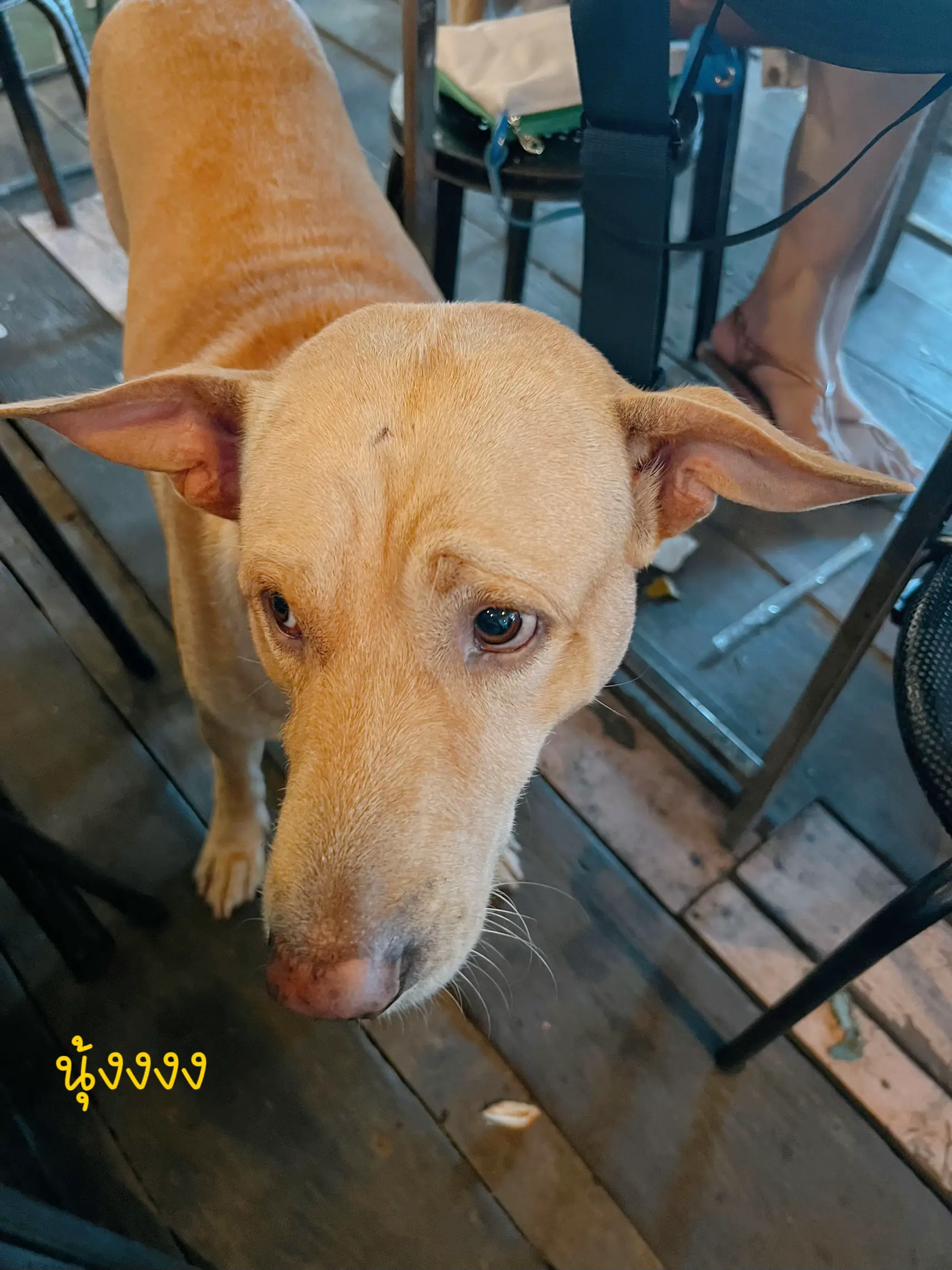 Go to chit beers | แกลเลอรีที่โพสต์โดย Marut | Lemon8