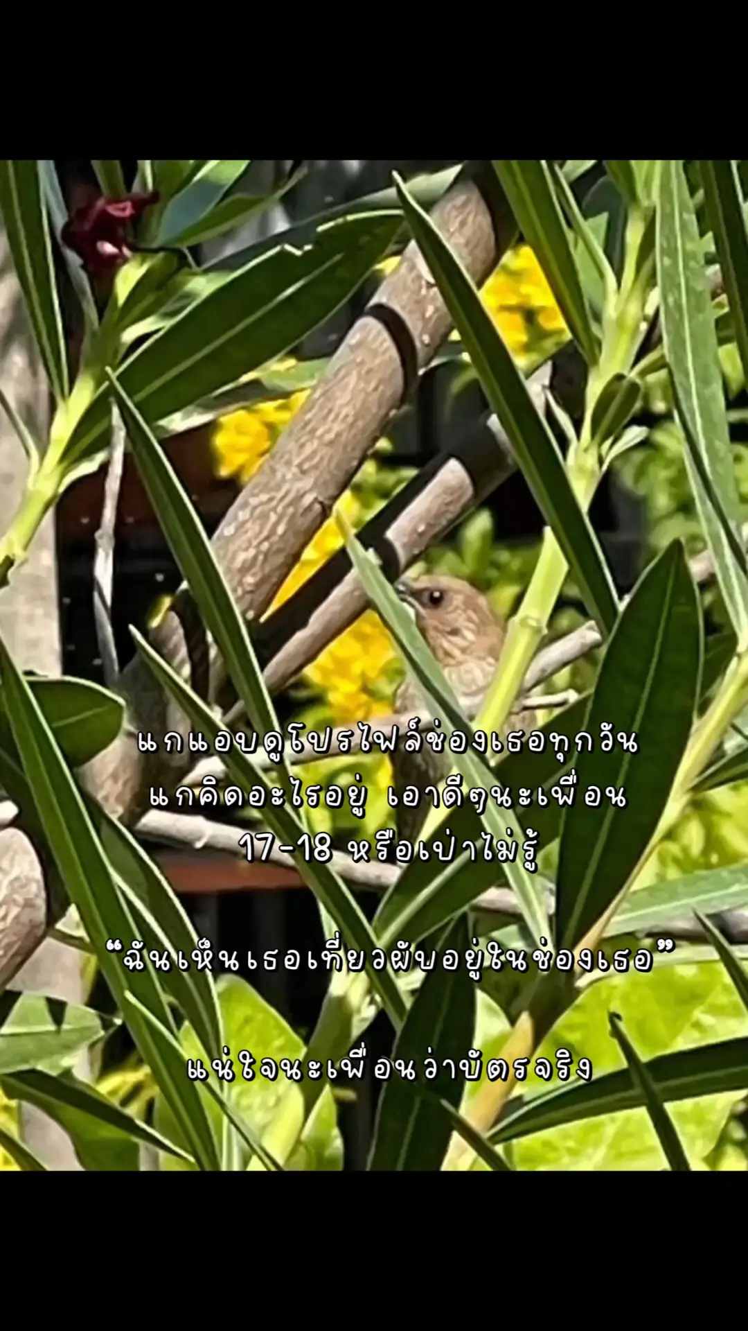 นกกระจอก | วิดีโอที่เผยแพร่โดย บ้านสวนchaiwat | Lemon8