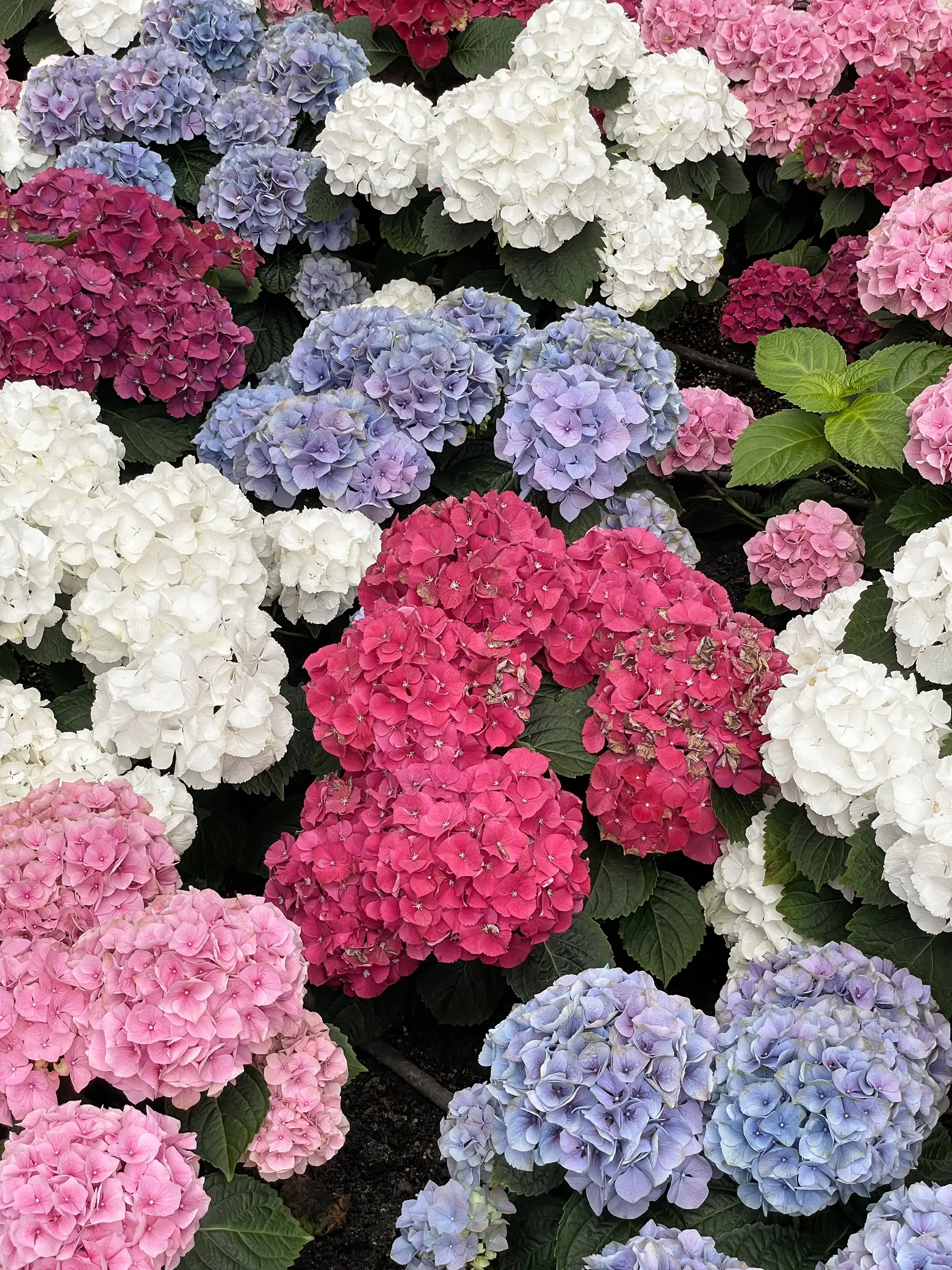Miracle of Natural at Exhibition Hall 🌷🌷 | แกลเลอรีที่โพสต์โดย ...