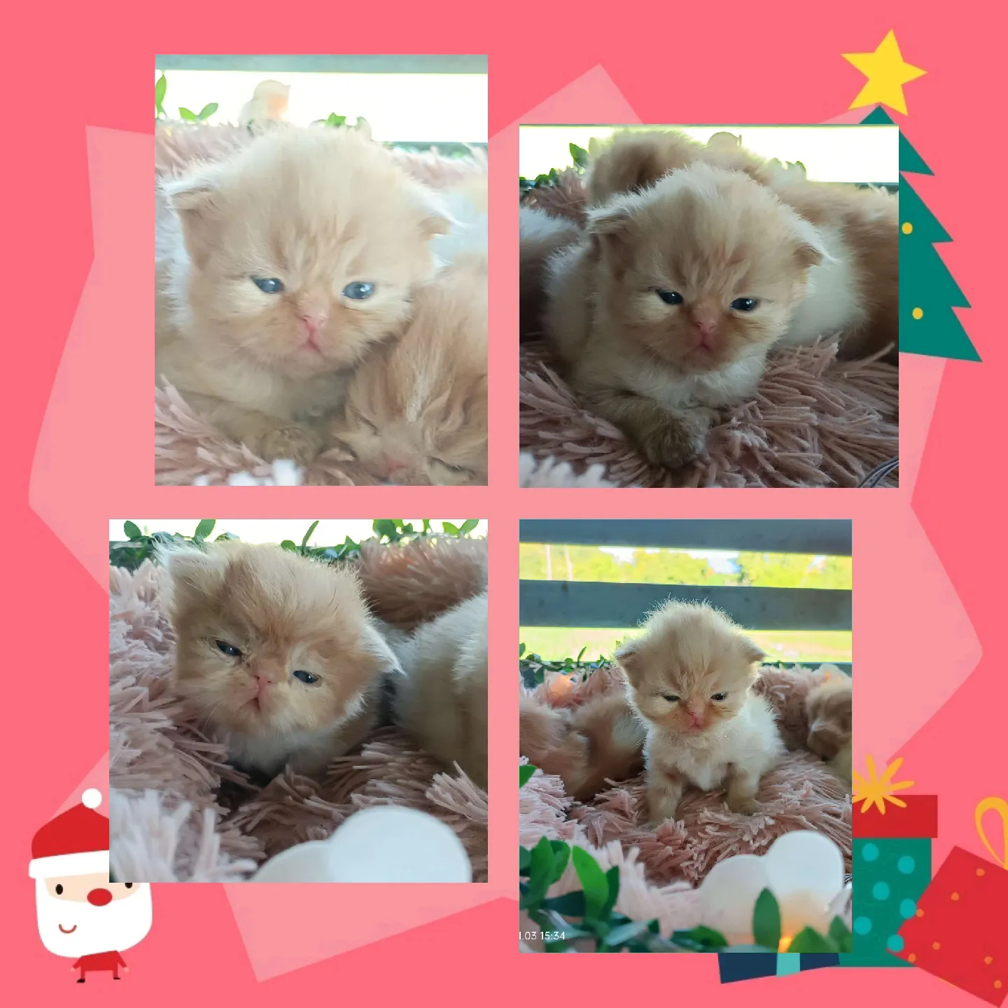 Open to reserve Persian kittens. | Gallery posted by ขายแมวเปอร์เซีย ...