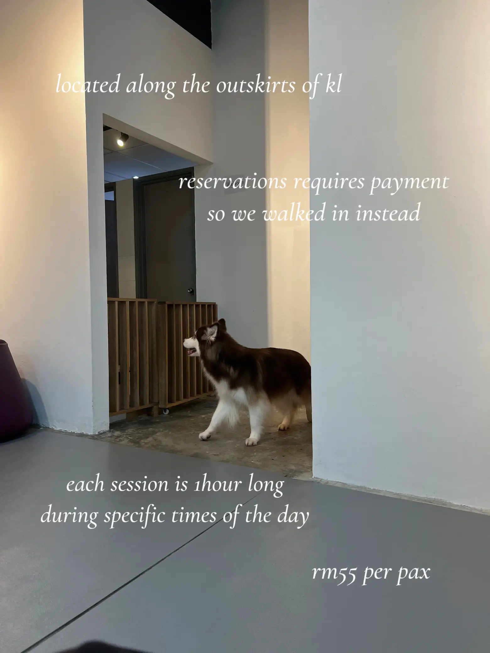 Your Sign to Visit this Husky Cafe in KL 🐕🐾 | Gallery posted by jingyi🌷 ...