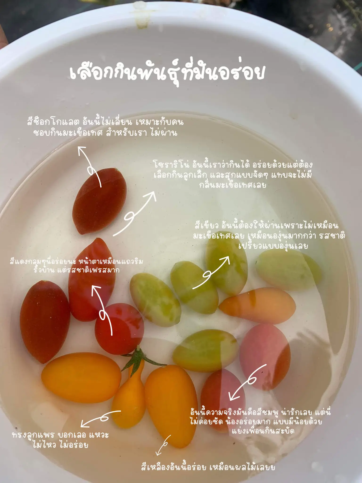 How to ! กินมะเขือเทศ ฉบับคนไม่ชอบสุดๆ | แกลเลอรีที่โพสต์โดย kn_vatch ...
