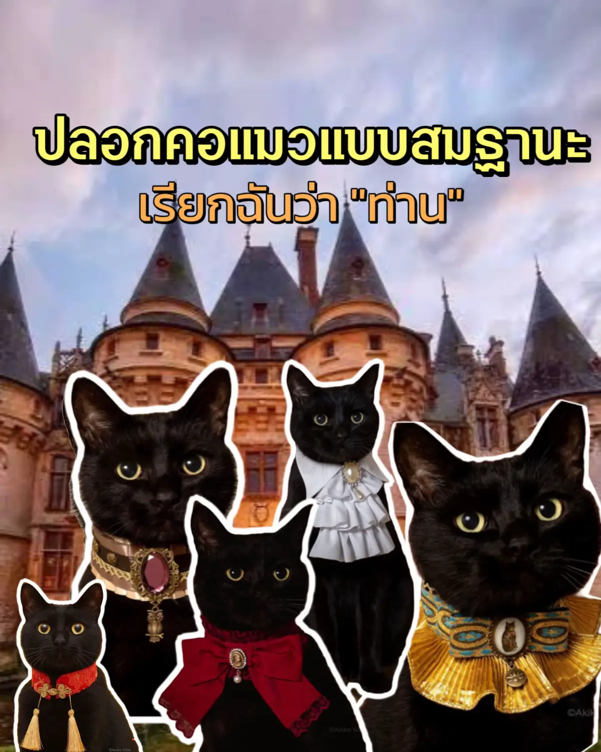 ปลอกคอแมวแบบสมฐานะ! | แกลเลอรีที่โพสต์โดย Eing 🐳 | Lemon8