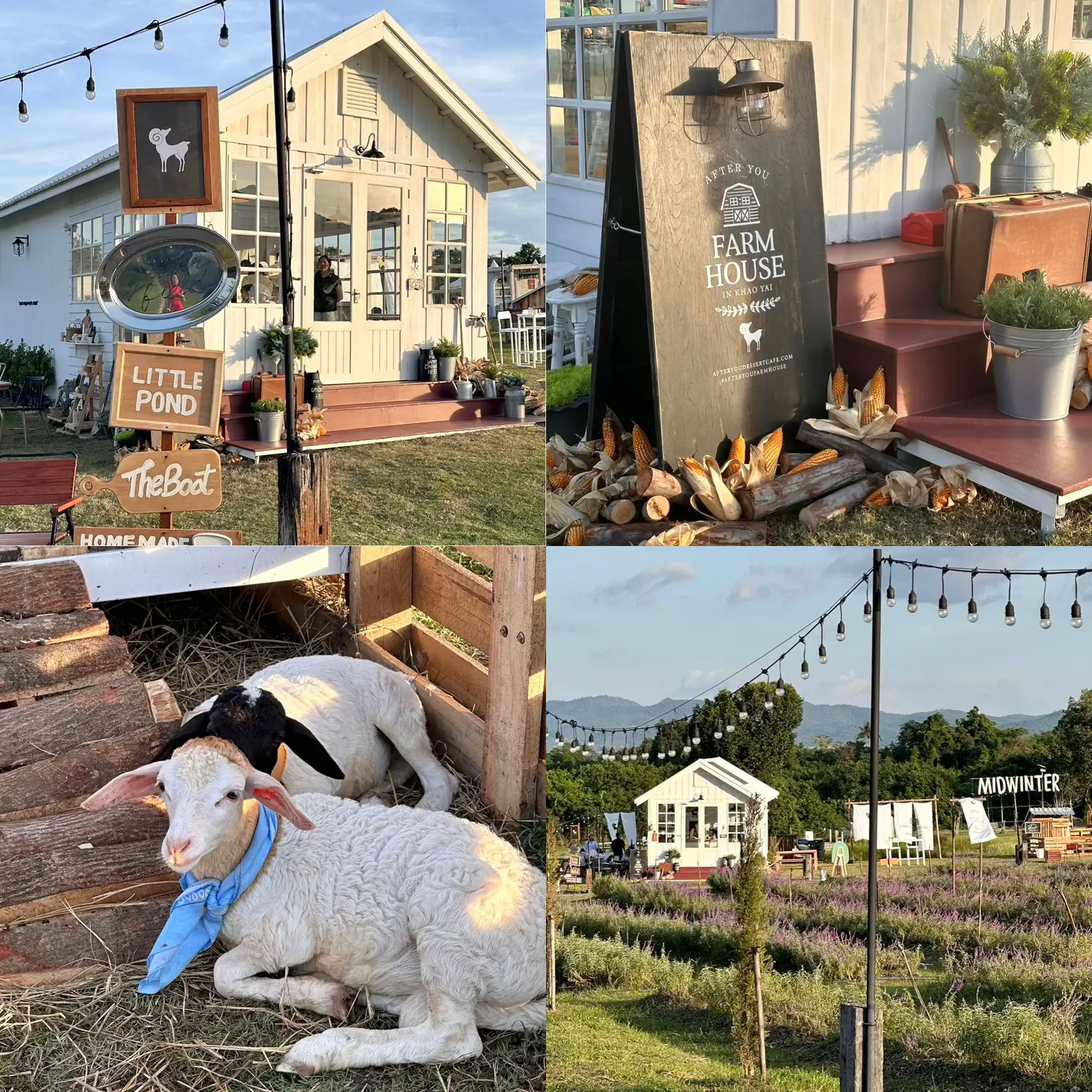 StardoiFarm Khaoyai | แกลเลอรีที่โพสต์โดย Ars Tom | Lemon8