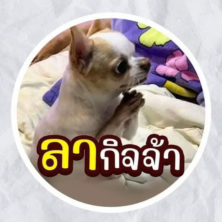 รูปโปรไฟล์กวนๆ ใช้ตั้งในไลน์วันหยุดงาน | แกลเลอรีที่โพสต์โดย koravich ...