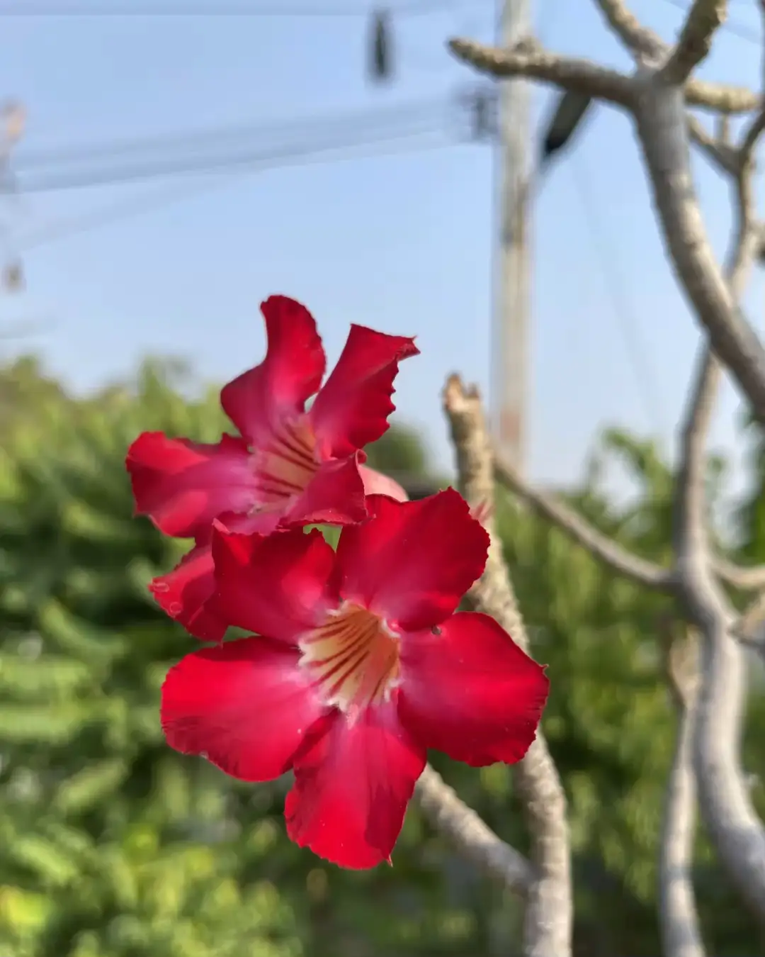 ชวนชม รวมเรื่องต้นไม้chaiwat100 | วิดีโอที่เผยแพร่โดย บ้านสวนchaiwat | Lemon8