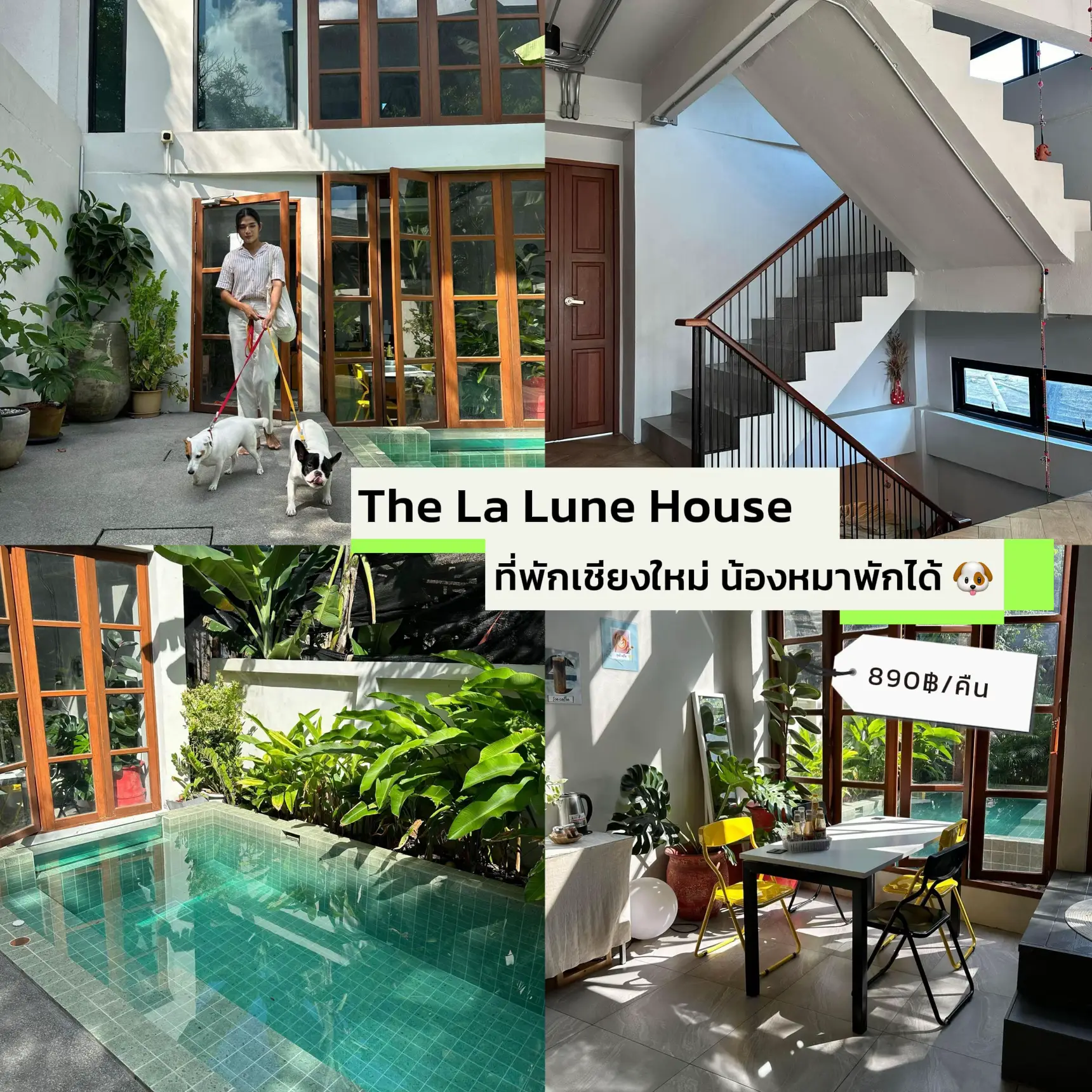 The Lu Lune House ที่พักเชียงใหม่ น้องหมาพักได้ 🐶 | แกลเลอรีที่โพสต์โดย ...