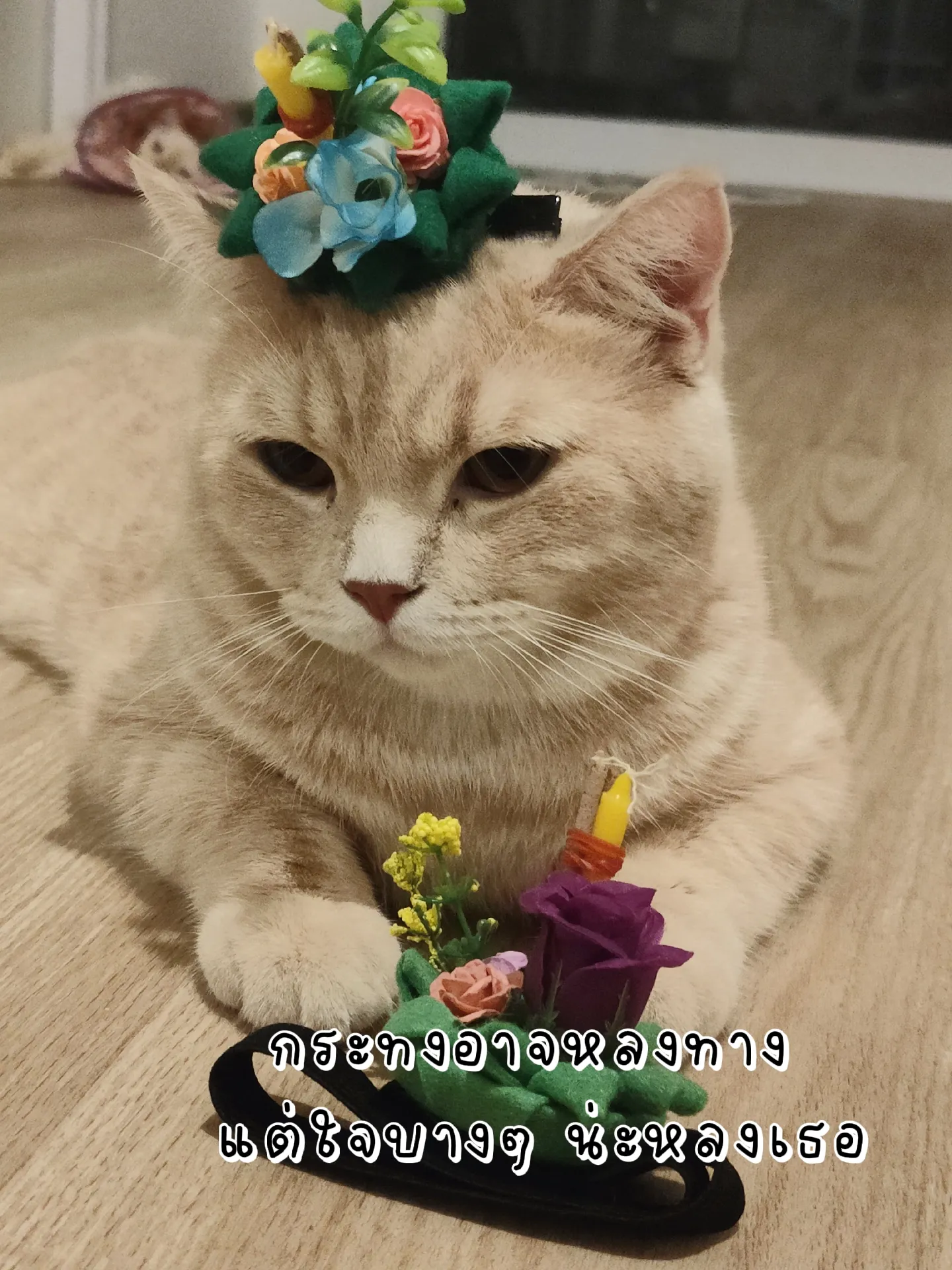 ️แจกแคปชั่นกวนๆวันลอยกระทง ️ | แกลเลอรีที่โพสต์โดย เรื่องของแมว | Lemon8