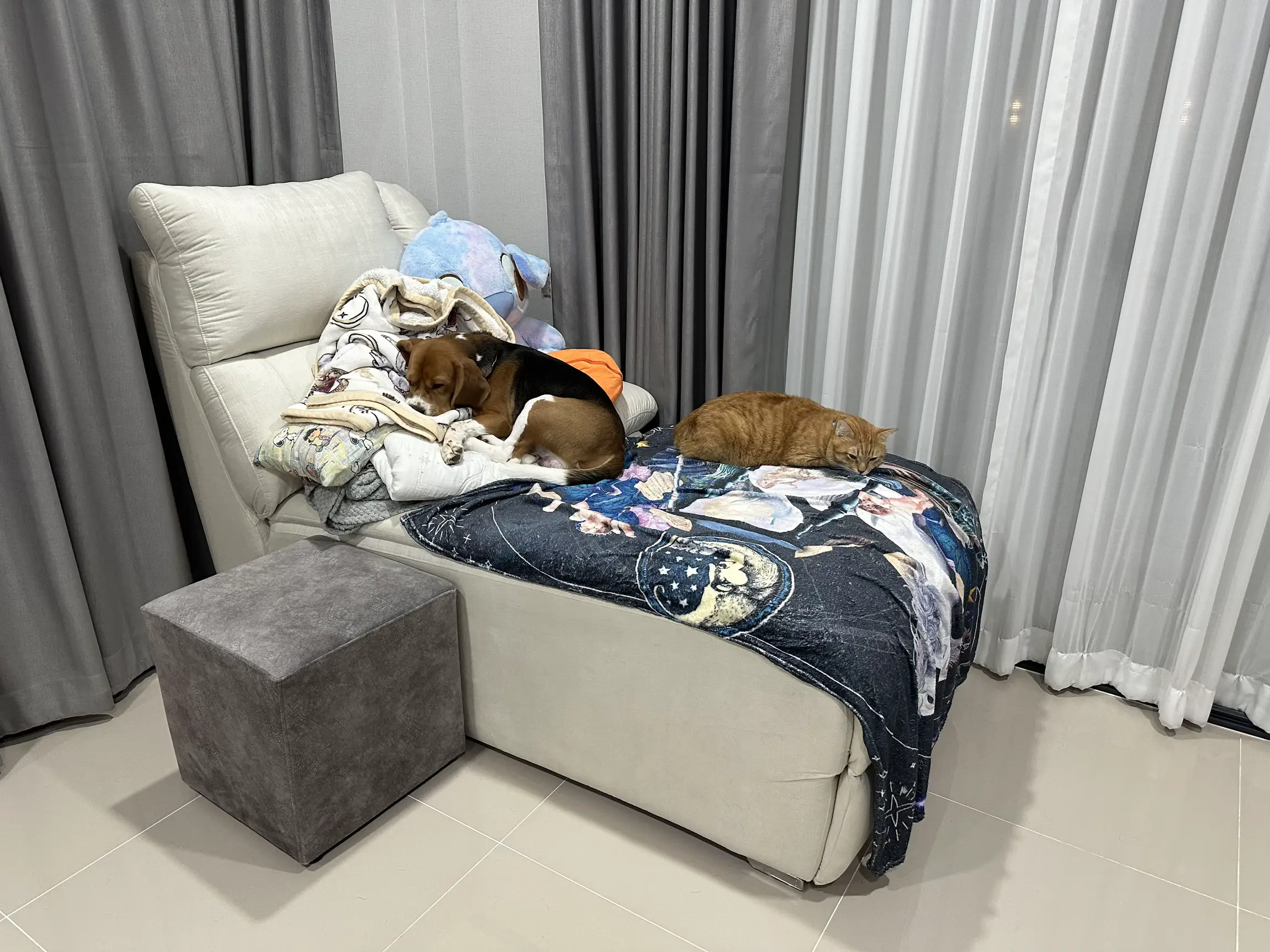 ตามติดชีวิตสัตว์เลี้ยง | แกลเลอรีที่โพสต์โดย NUTSUDA | Lemon8