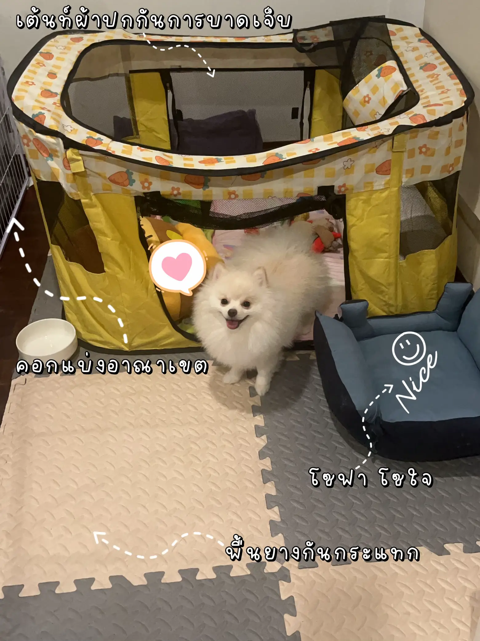 เปิดกรุ เลี้ยงน้องปอมครบ 1 ปีแรก มีซื้ออะไรไปบ้างน้า🤔 | แกลเลอรีที่โพสต์โดย Moobin Cuddle | Lemon8