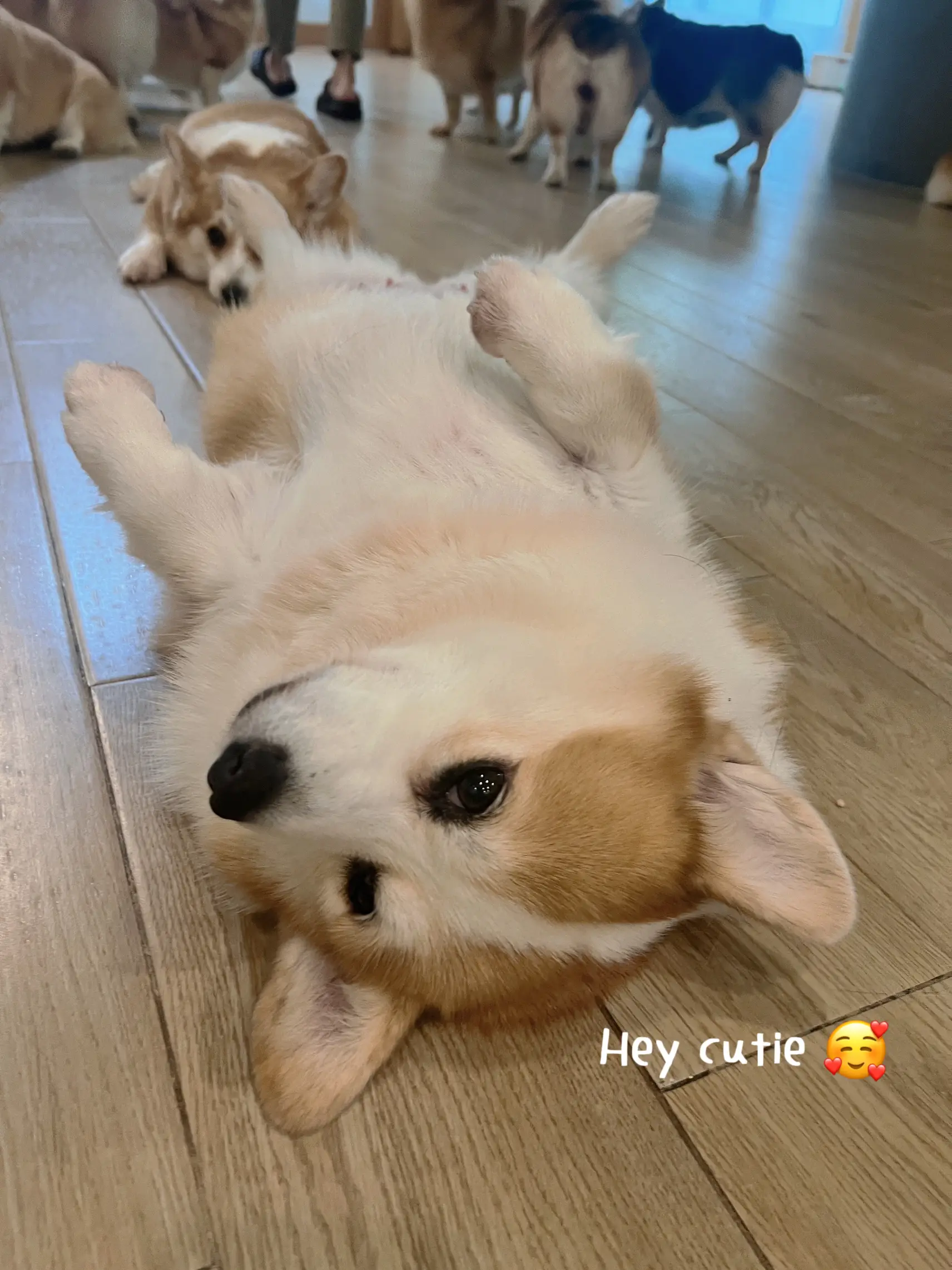 best capybara cafe in Bangkok - Lemon8 Search