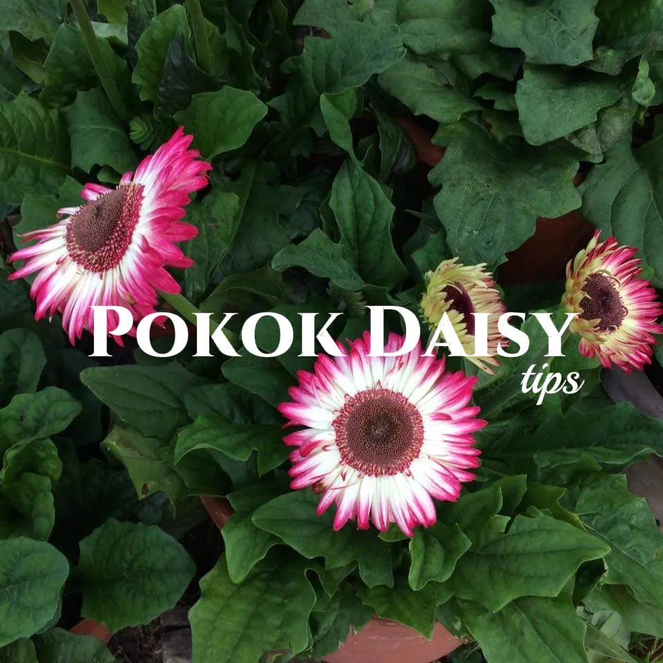 Tips tanam daisy agar sentiasa berbunga | แกลเลอรีที่โพสต์โดย kakpen's ...