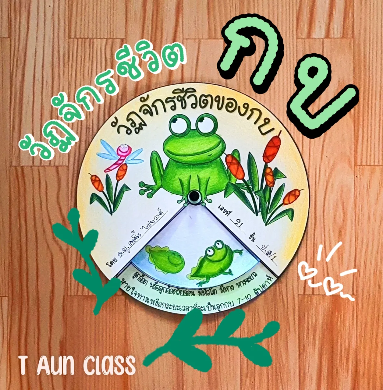 เล่นและสร้าง 🐸 แบบจำลอง " วัฏจักรชีวิตของกบ " กัน | แกลเลอรีที่โพสต์โดย T Aun Class | Lemon8