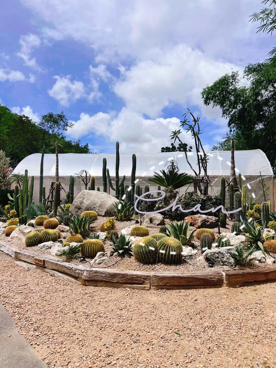 CHAN nature cafe’ 🍵 สายแคคตัสห้ามพลาด 🌵 | แกลเลอรีที่โพสต์โดย Khungrace ...
