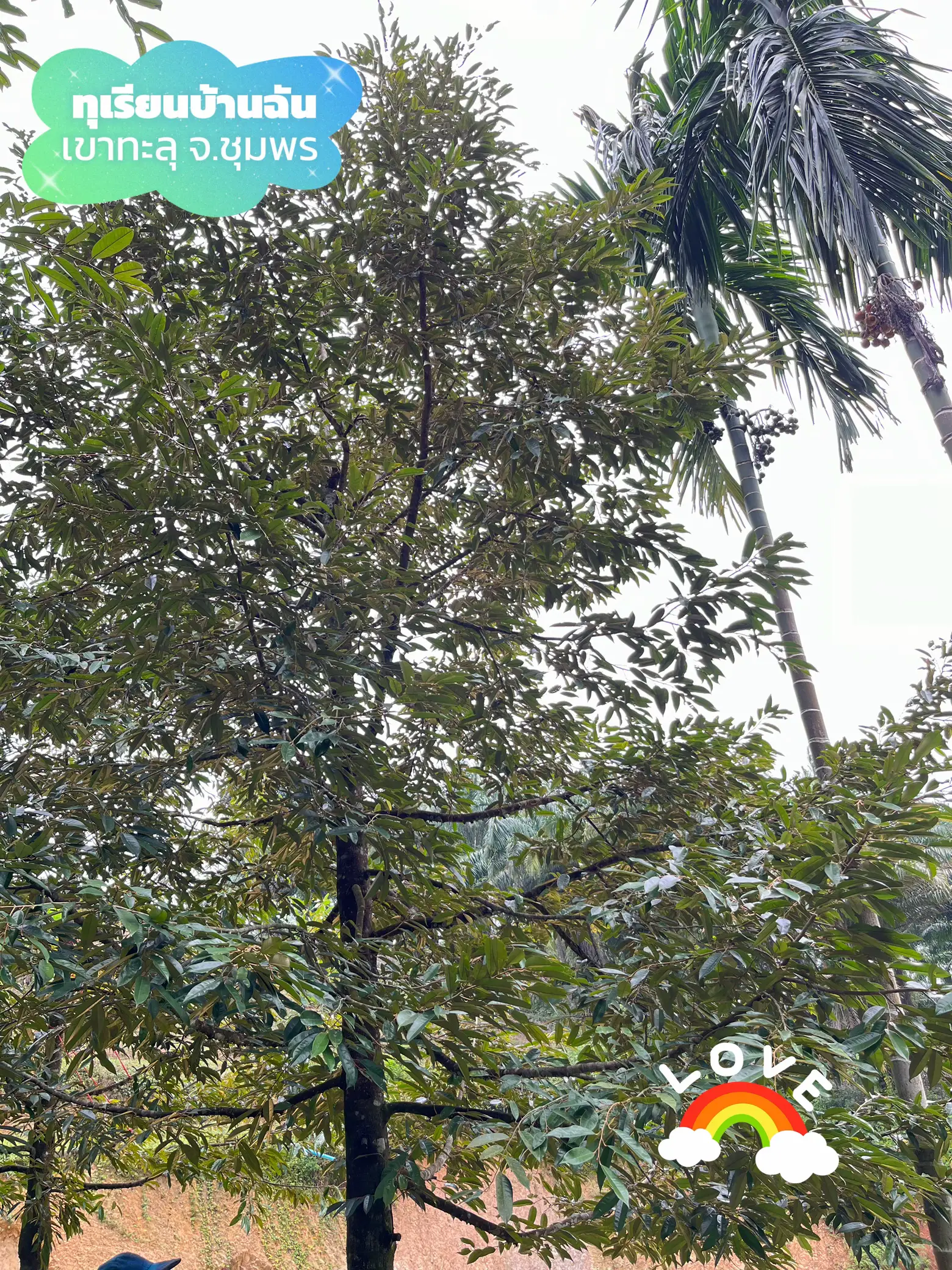 ทริปทำสวน ต.เขาทะลุ จ.ชุมพร🌳 | แกลเลอรีที่โพสต์โดย Prai Promkaan | Lemon8