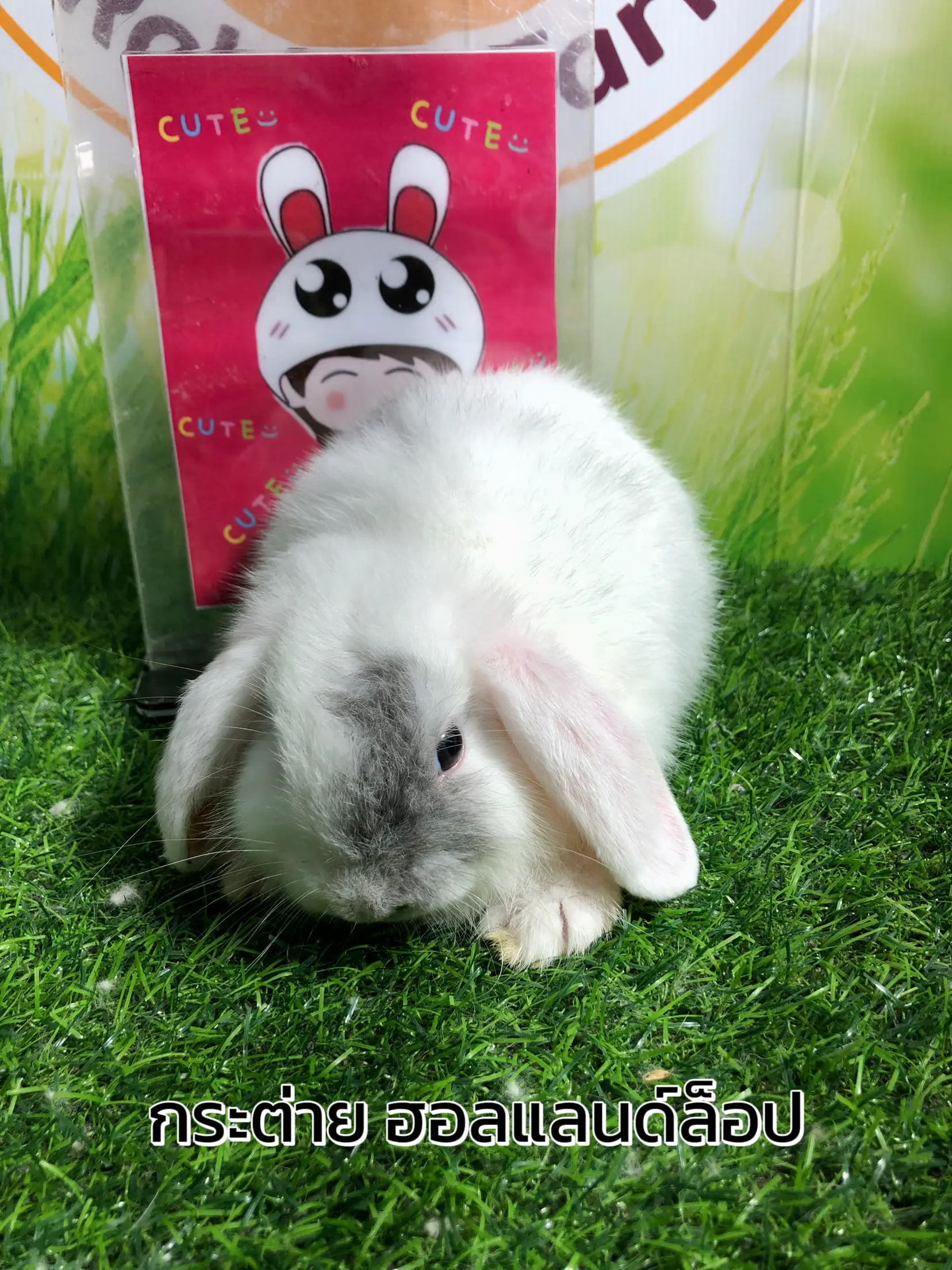 Rabbit. Holland Lop. | Gallery posted by JeBunnyChonburi | Lemon8