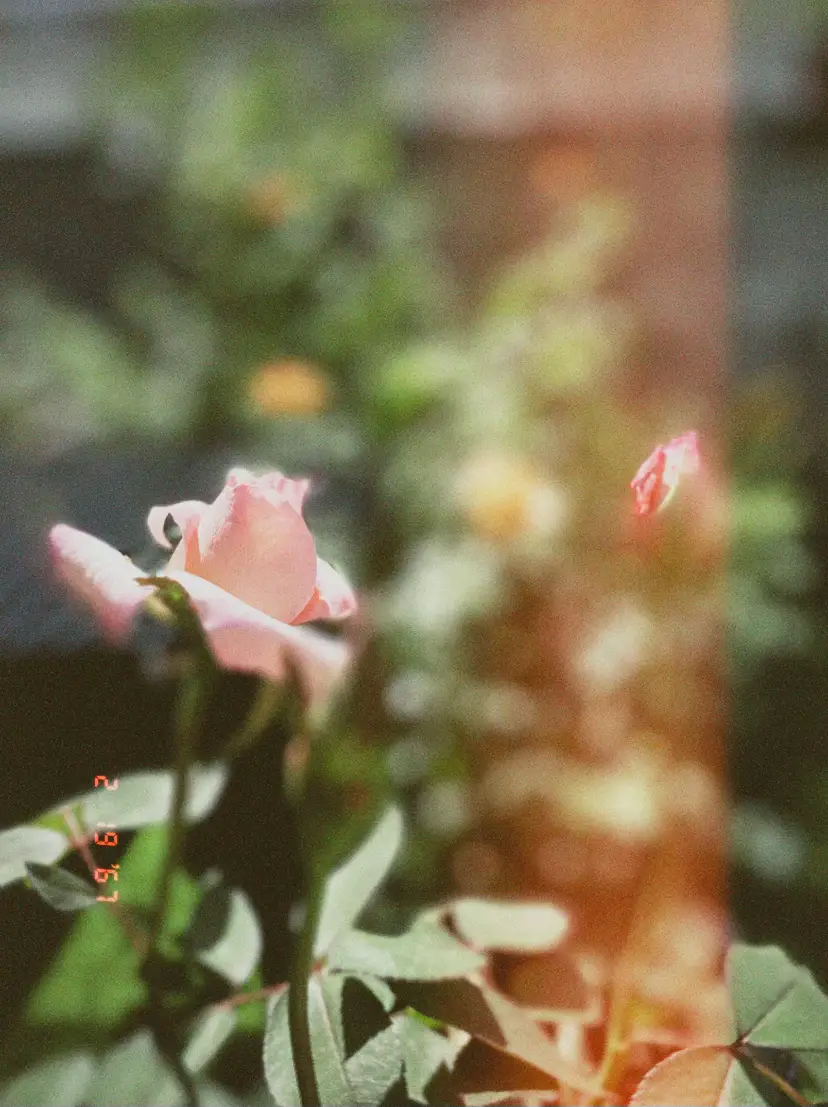 🌹 Hey rose แนะนำสายพันธุ์ กุหลาบเลี้ยงง่ายกันคับ | แกลเลอรีที่โพสต์โดย ...