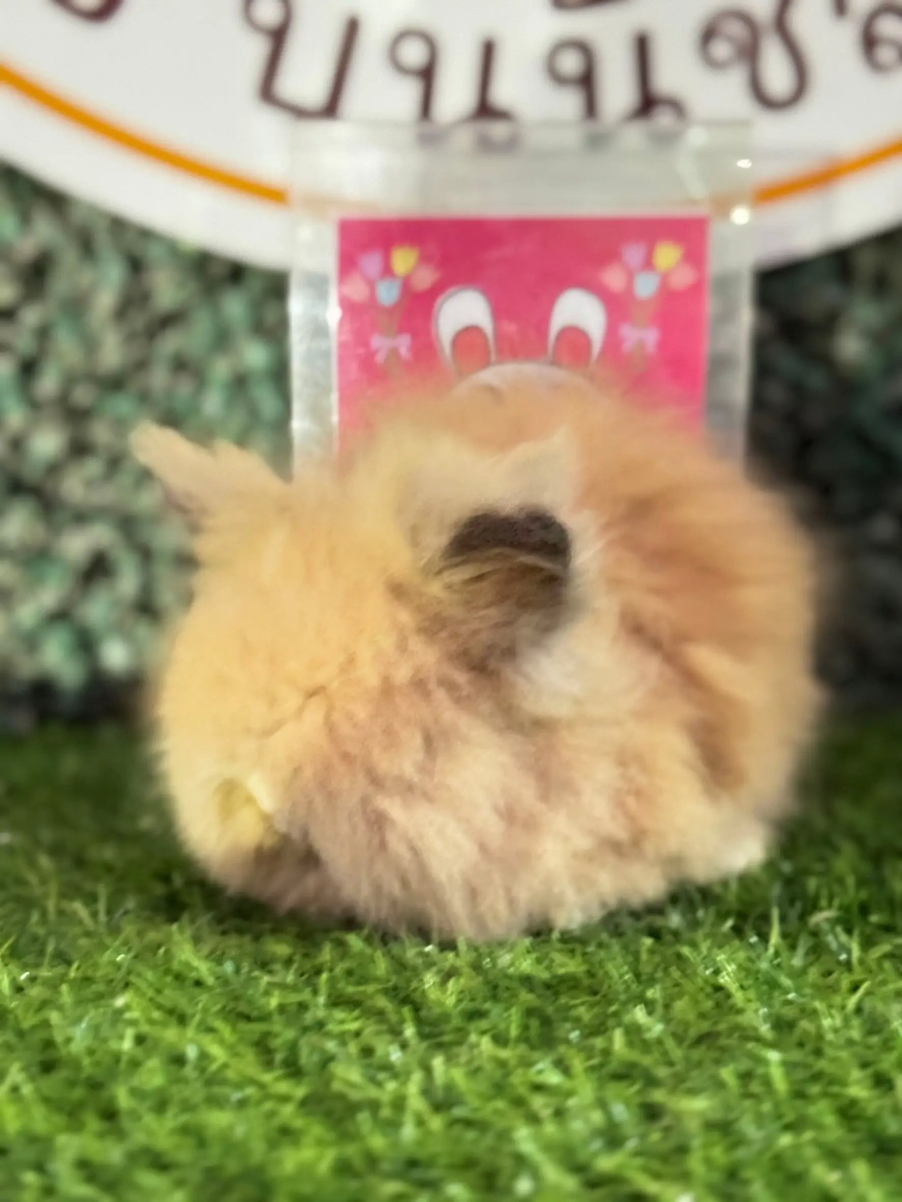 Teddy Bear Rabbit Breed | Gallery posted by JeBunnyChonburi | Lemon8