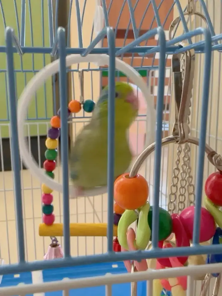 I'm not here. 🕊️🕊️🕊️😭😭😭 | Video published by FORPUS IS SO FU | Lemon8