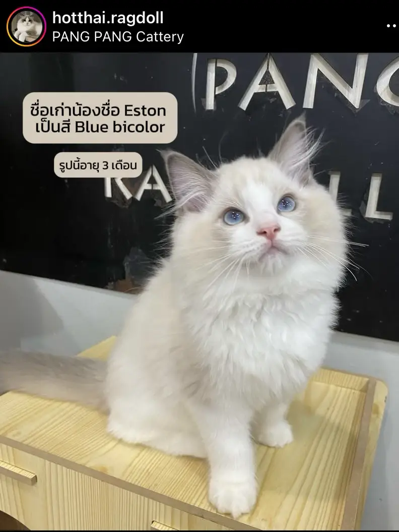 PANG PANG CATTERY ฟาร์มแมว Ragdoll ที่จริงใจ 👀🫶🏻 | แกลเลอรีที่โพสต์โดย ไอซ์มาป้ายยา 🫶🏻 | Lemon8