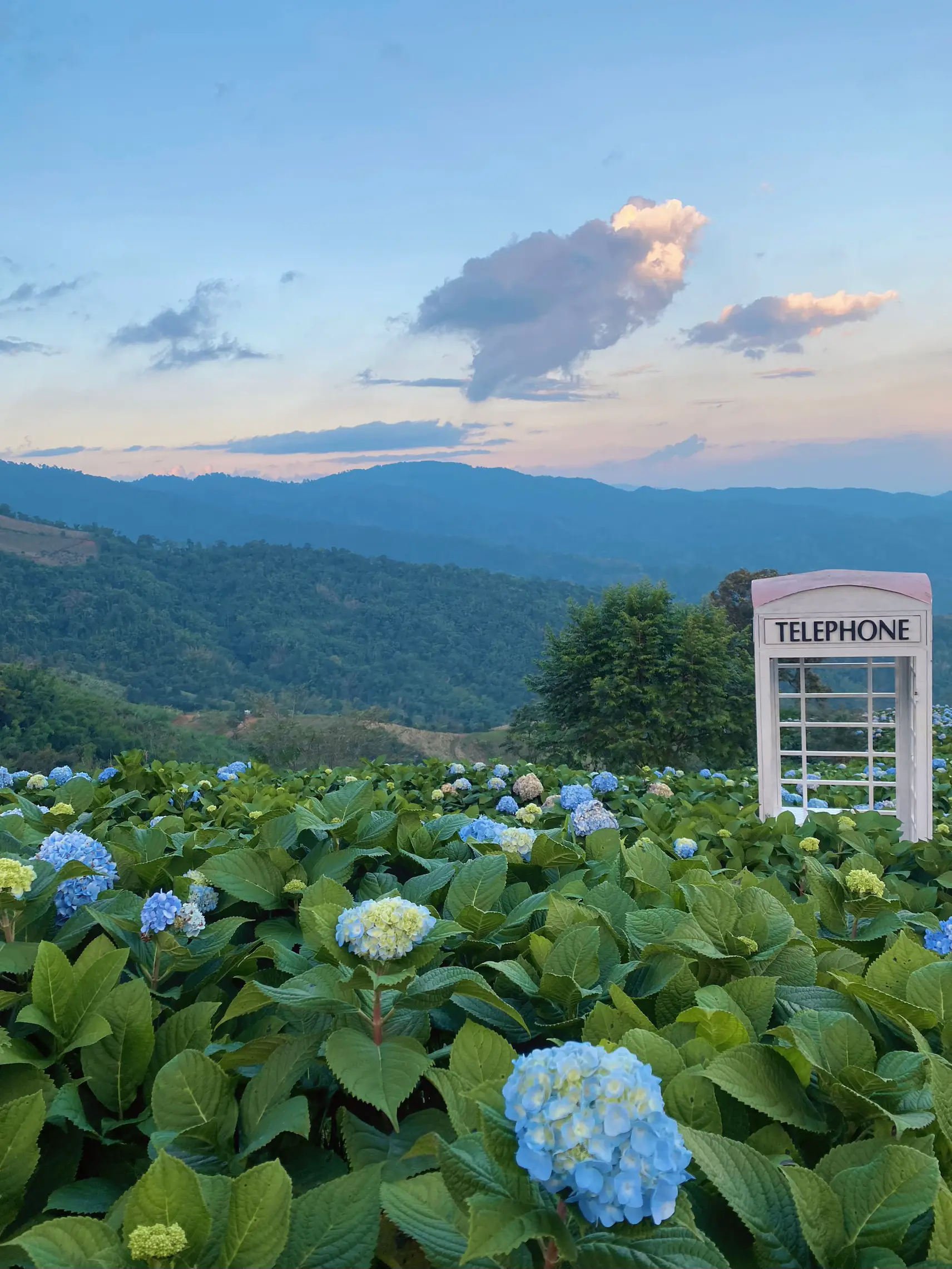 Hydrangea san : อ.เมือง จ.เชียงราย | แกลเลอรีที่โพสต์โดย gg :) | Lemon8