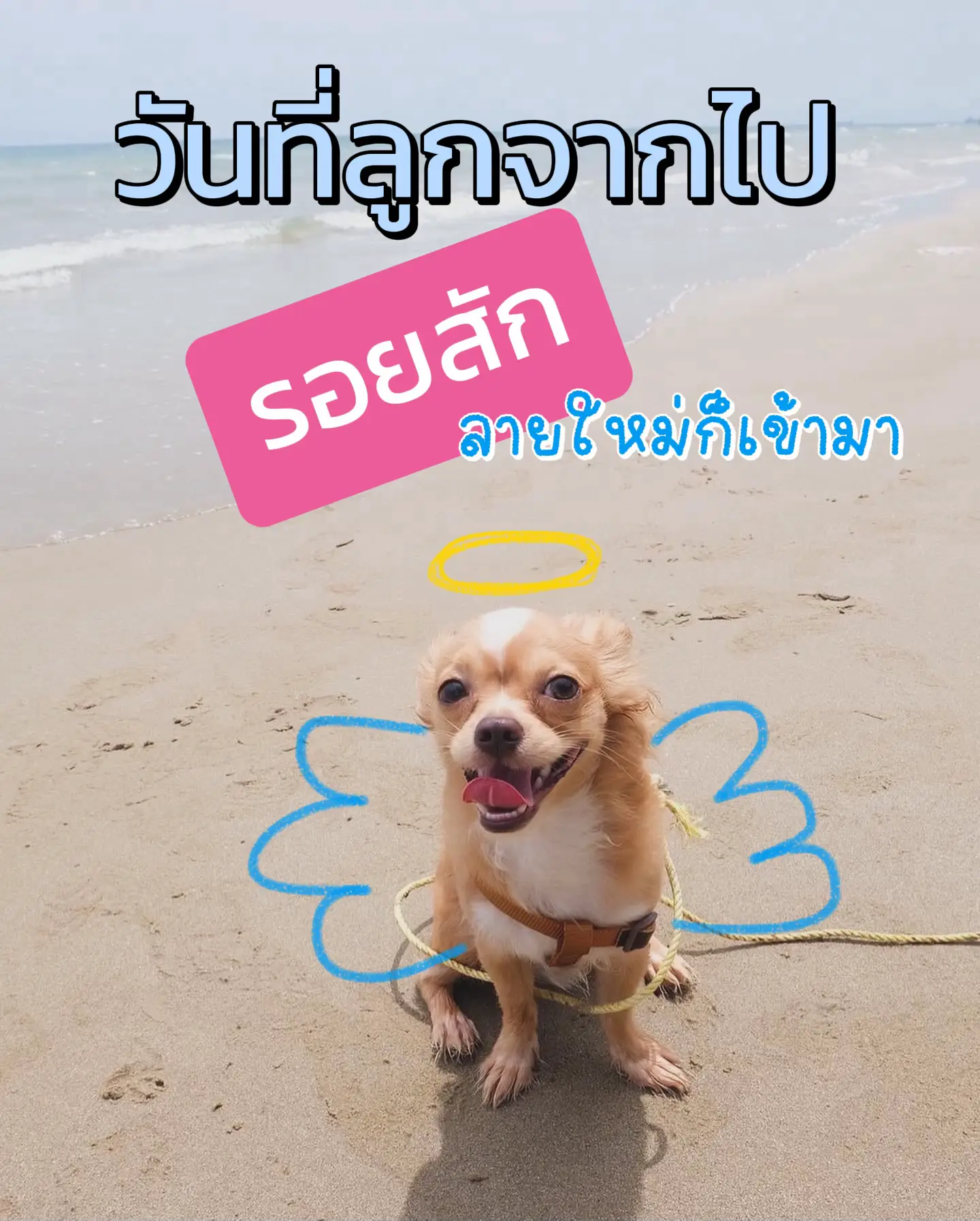 วันที่เจ้าลูกหมาจากไป …. | แกลเลอรีที่โพสต์โดย All.julaP 🧸 | Lemon8