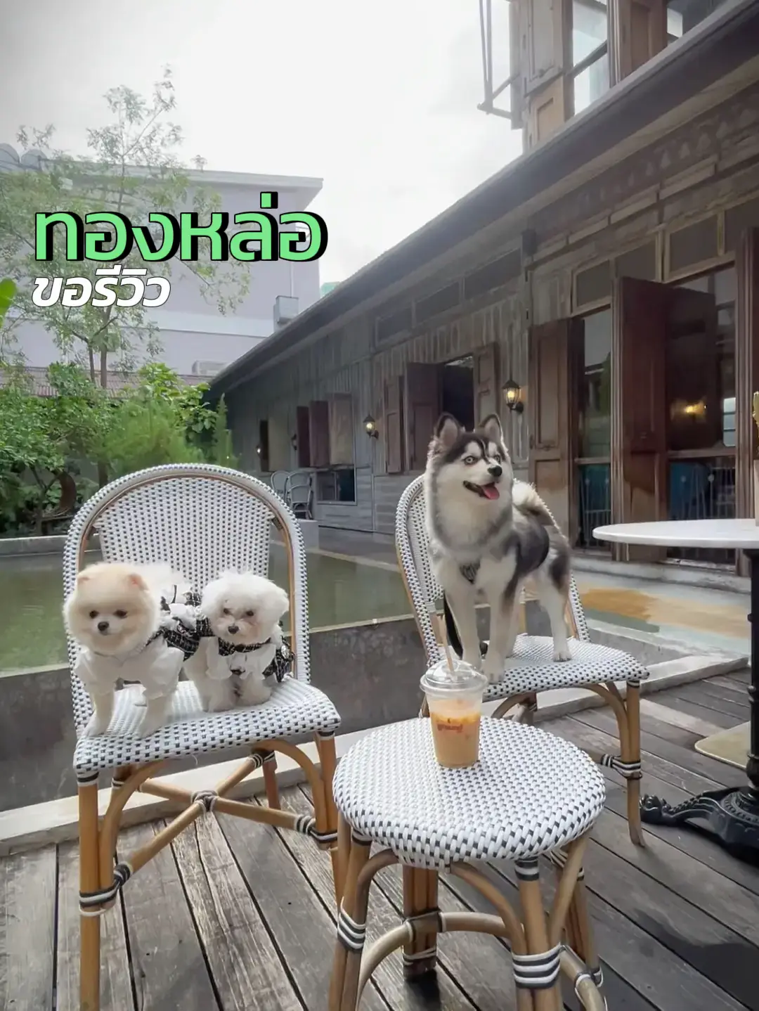 📍Pet Friendly Cafe & Restaurant 🥰🐶 | วิดีโอที่เผยแพร่โดย Thonglor_Pomsky | Lemon8