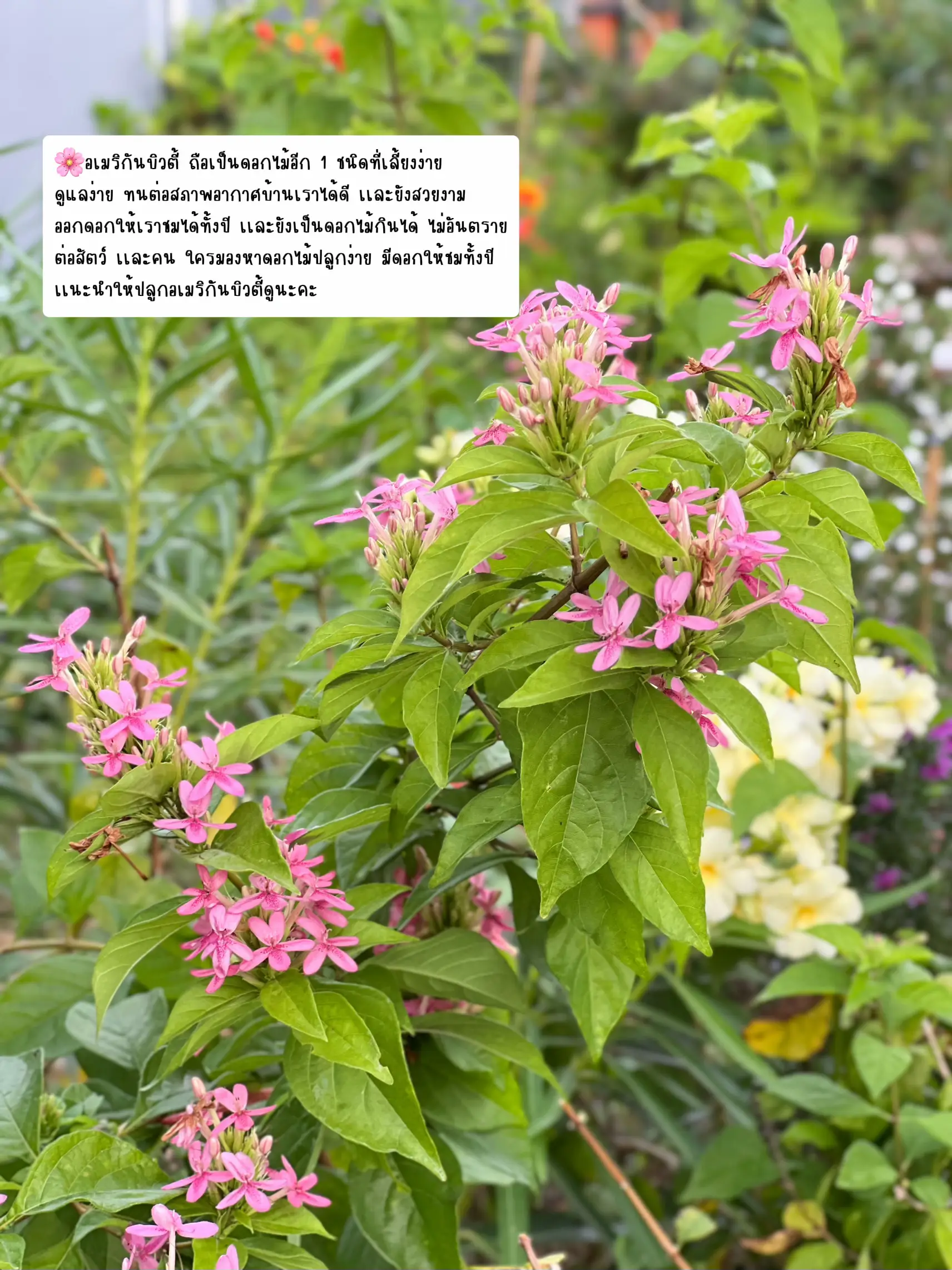 🌸ดอกอเมริกันบิวตี้ (Pink Ruspolia)🌸 | แกลเลอรีที่โพสต์โดย Ranringarden ...