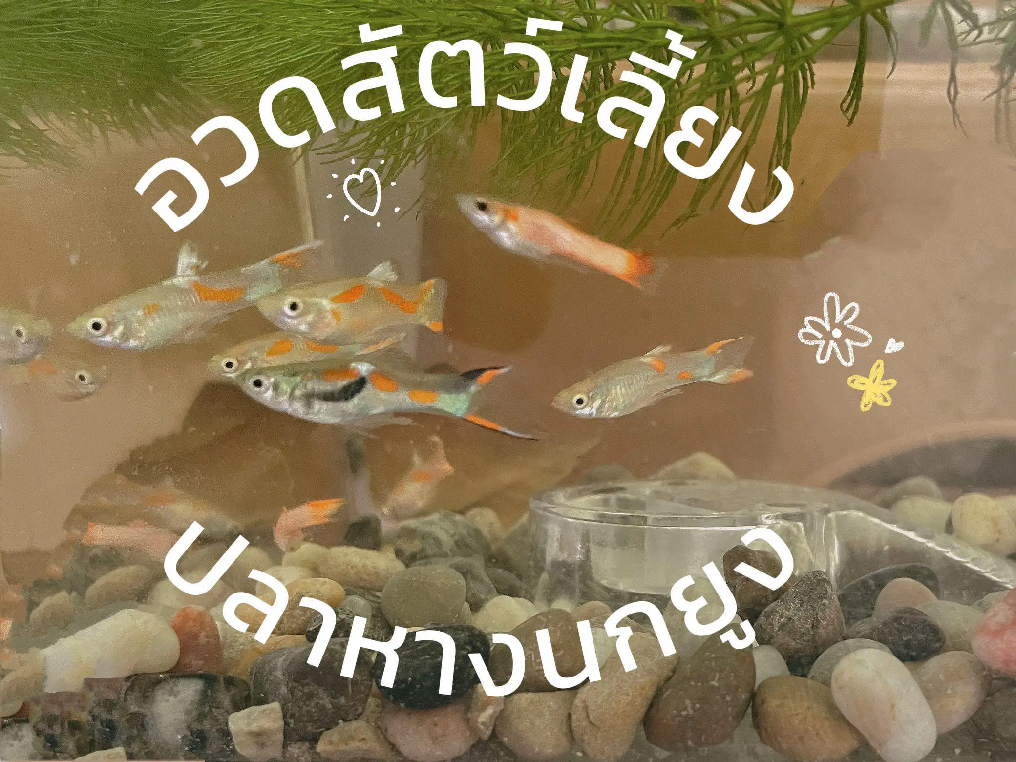 รีวิว ปลางอกอีกแล้วจ้าาา 🐟🐠 | แกลเลอรีที่โพสต์โดย Flowwolf | Lemon8