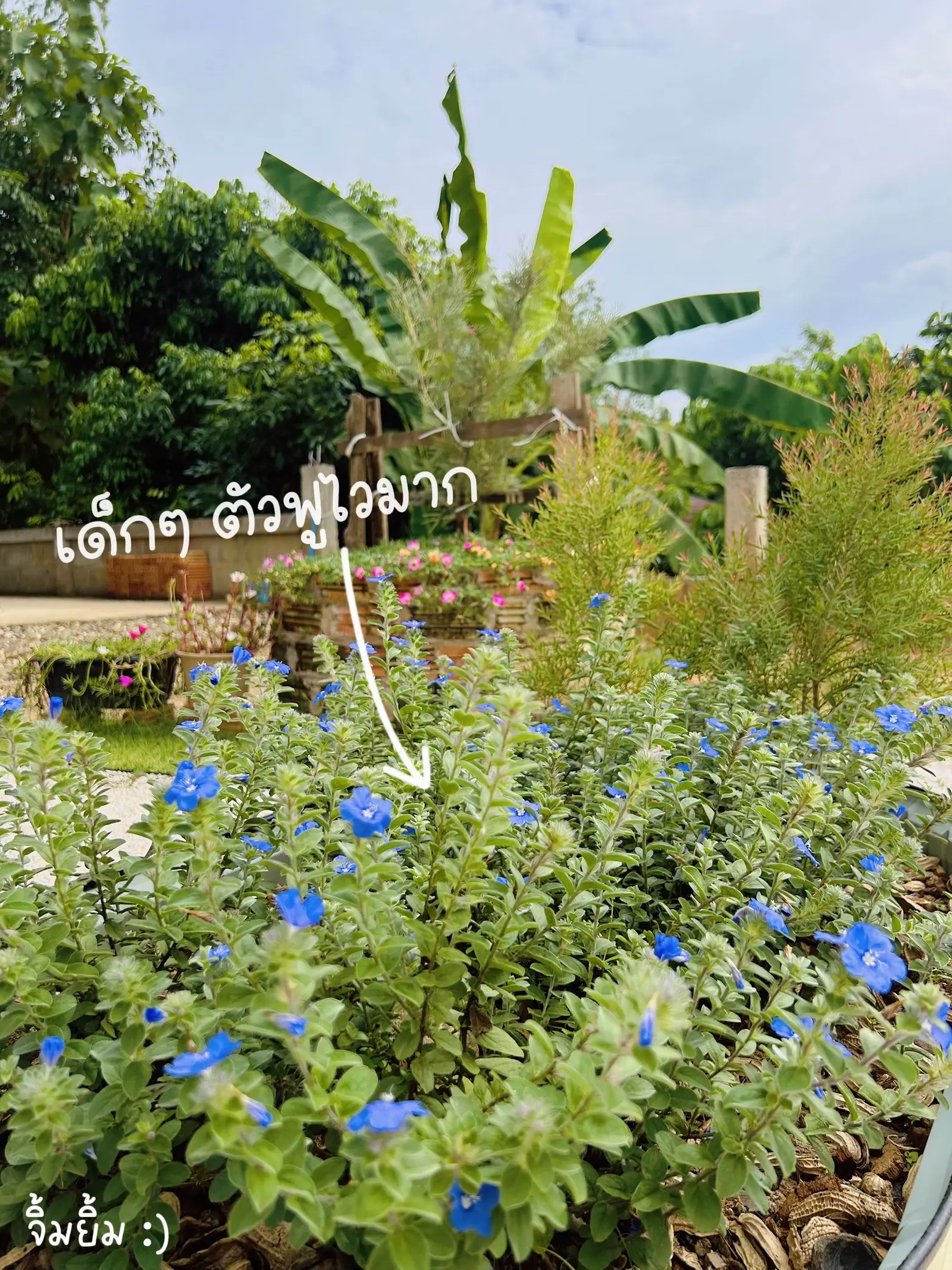 ฟ้าประดิษฐ์ & สนหอมไล่ยุง ไม้ปลูกง่าย 🍃🐰 | แกลเลอรีที่โพสต์โดย Aoom Benya | Lemon8