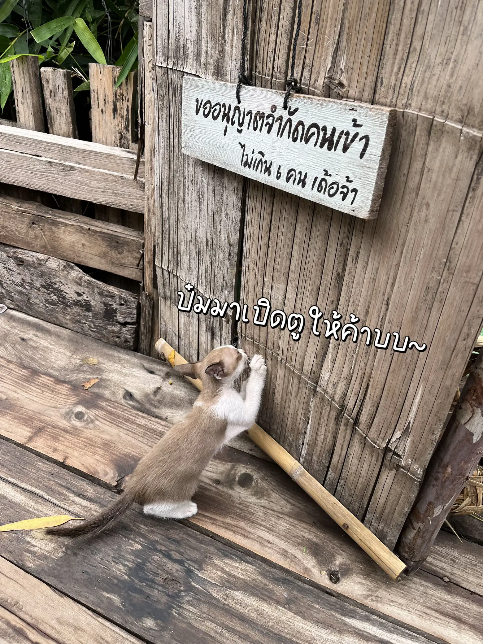 ม่อนซ่อนแก้วคาเฟ่ คาเฟ่ลับๆเขาค้อ | แกลเลอรีที่โพสต์โดย JeeJee a Break | Lemon8