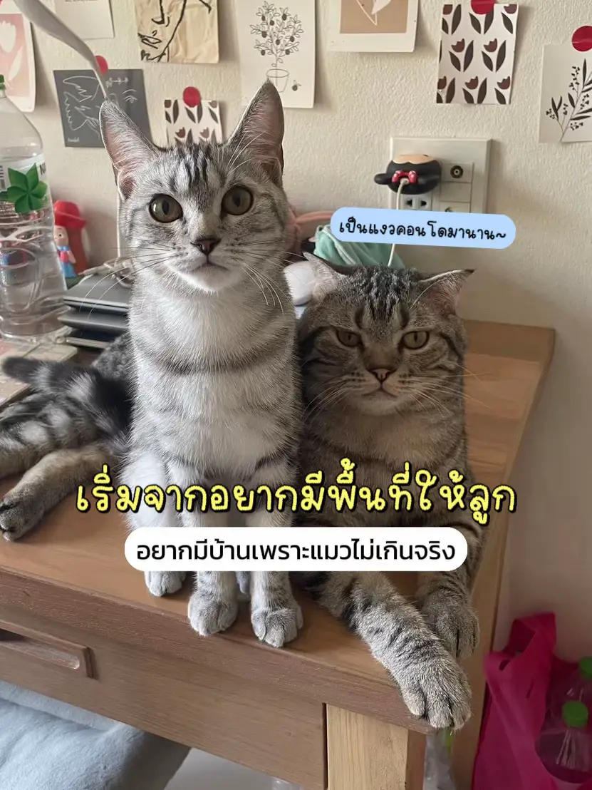 กู้บ้านหลังแรก 3.xx ล้าน 🏠 ‎꒰ ฉบับเงินเดือน 20K ต้นๆ ꒱ | แกลเลอรีที่ ...