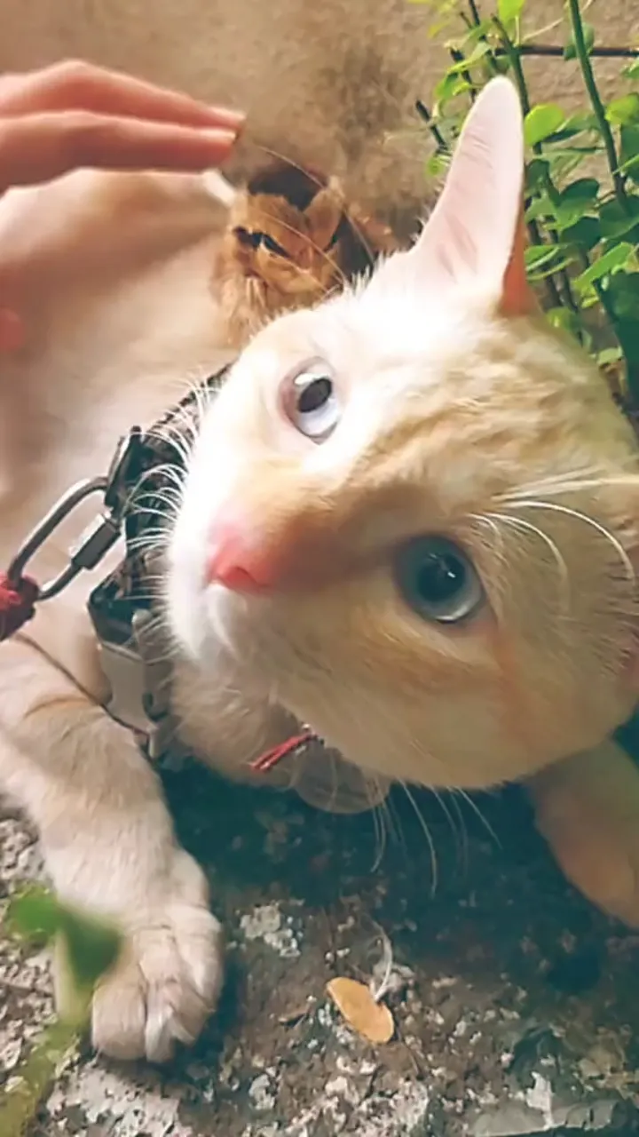 อีกหนึ่งความสัมพันธ์ที่ดี | วิดีโอที่เผยแพร่โดย Mom&Meaw | Lemon8