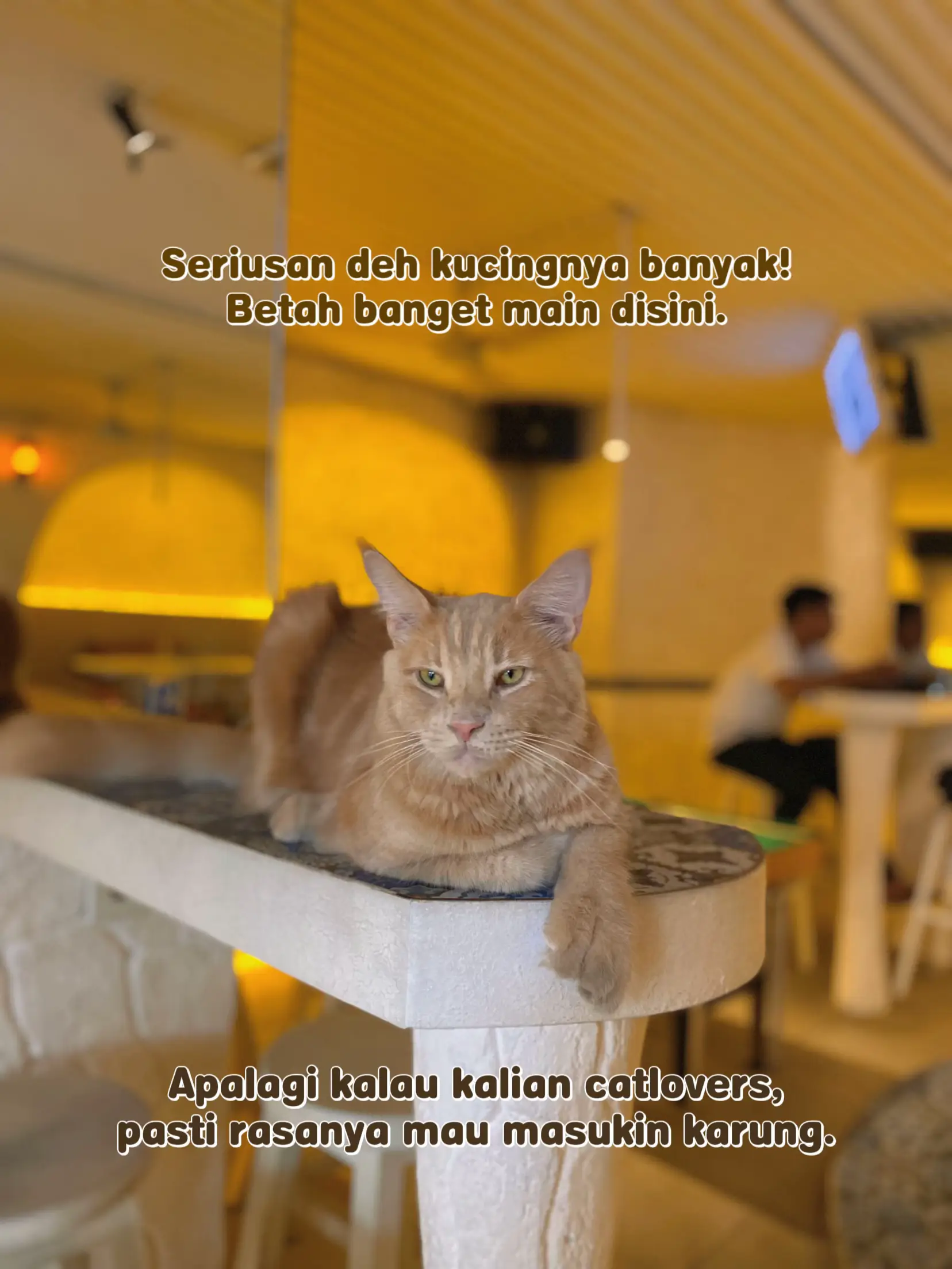 CAFE BUAT PECINTA KUCING🐈 | Galeri diposting oleh J. | Lemon8