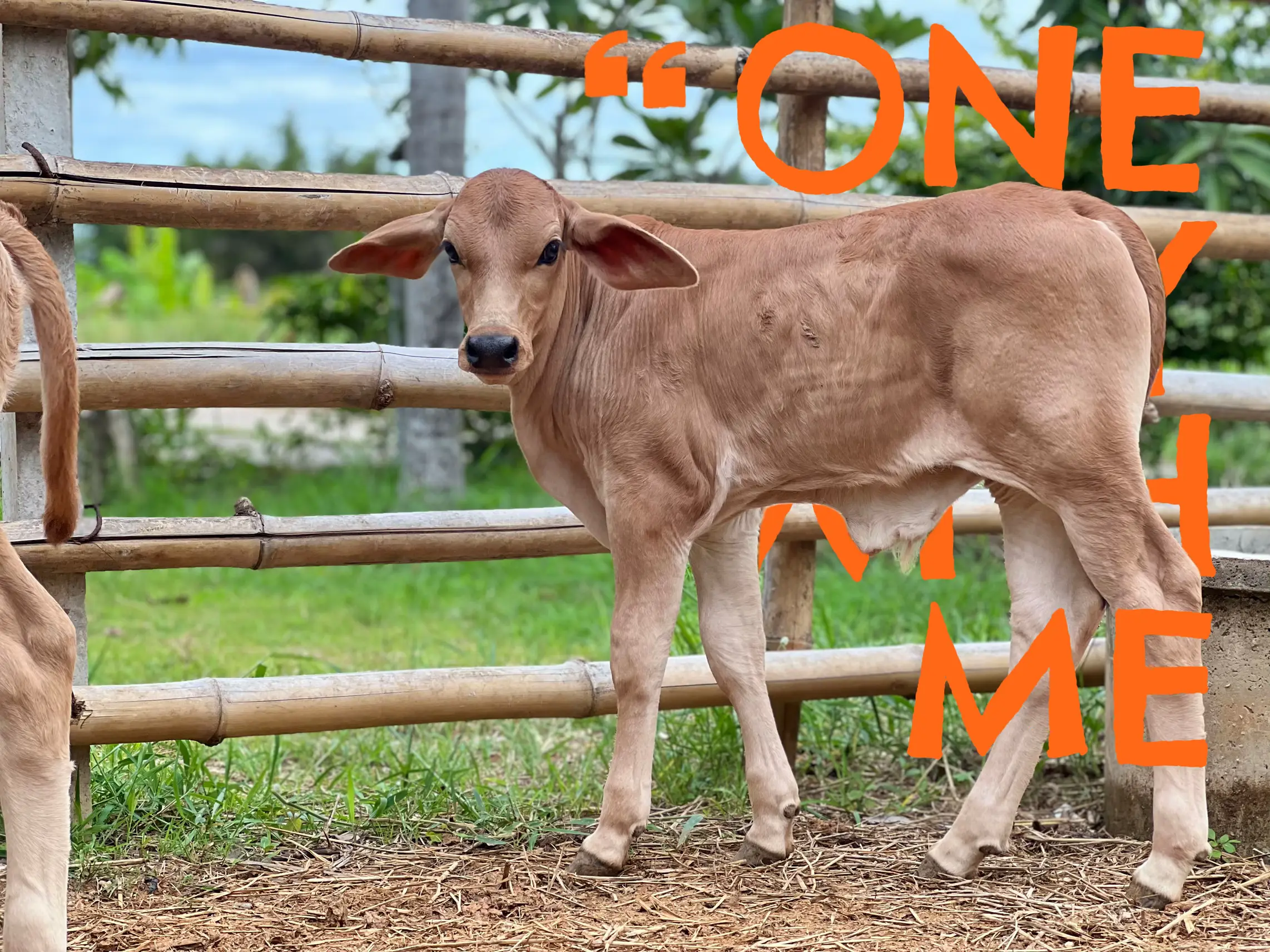 เด็กๆ ในฟาร์ม | แกลเลอรีที่โพสต์โดย Giantjack ZaZa | Lemon8