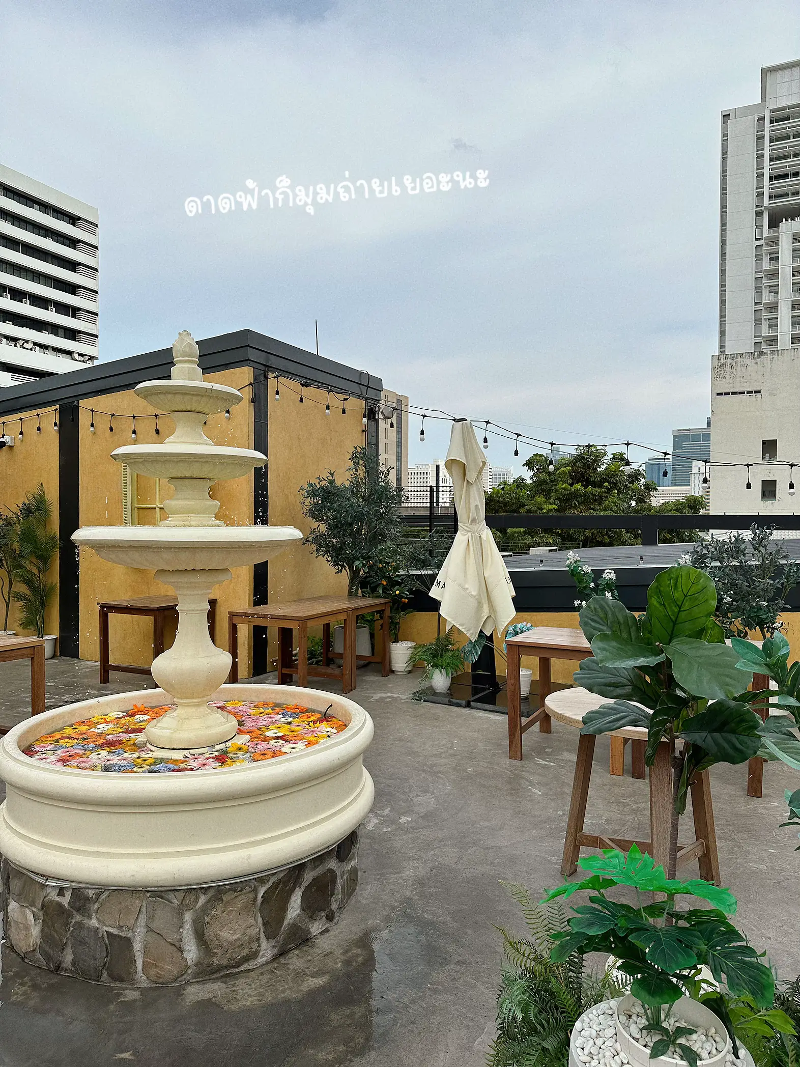 Cafe in the heart of Siam, Dalmatian from Korea. A lot of photo angles ...