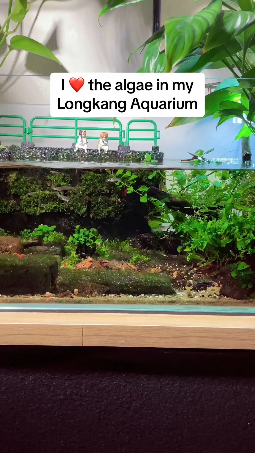I ️ the algae in my Longkang Aquarium | Video published by 小鱼仔sm9llfish ...