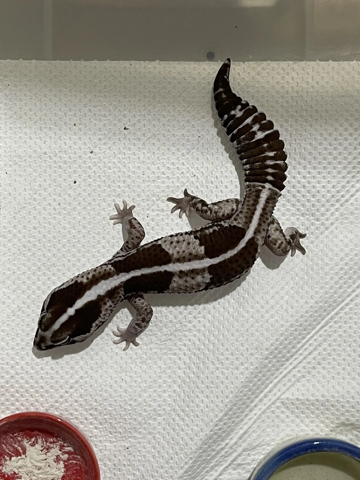 ตุ๊กแกหางอ้วนมอร์ฟ OREO! | แกลเลอรีที่โพสต์โดย Monster Gecko | Lemon8