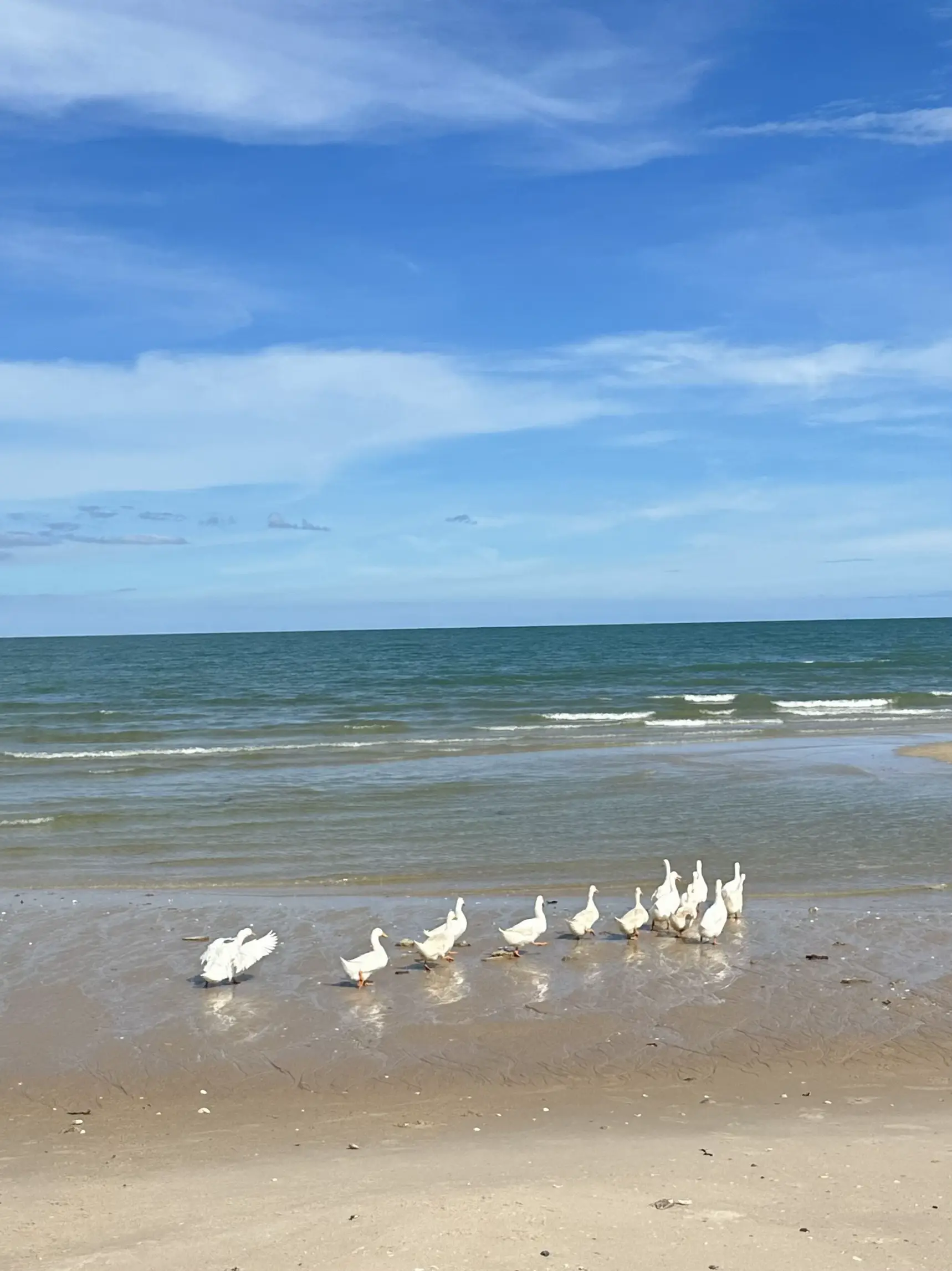 คาเฟ่น้อนเป็ดสุดคิ้วท์ 💛 More Than beach & cafe 🏝 @ชะอำ 🌴 | แกลเลอรีที่โพสต์โดย Jubby jub | Lemon8