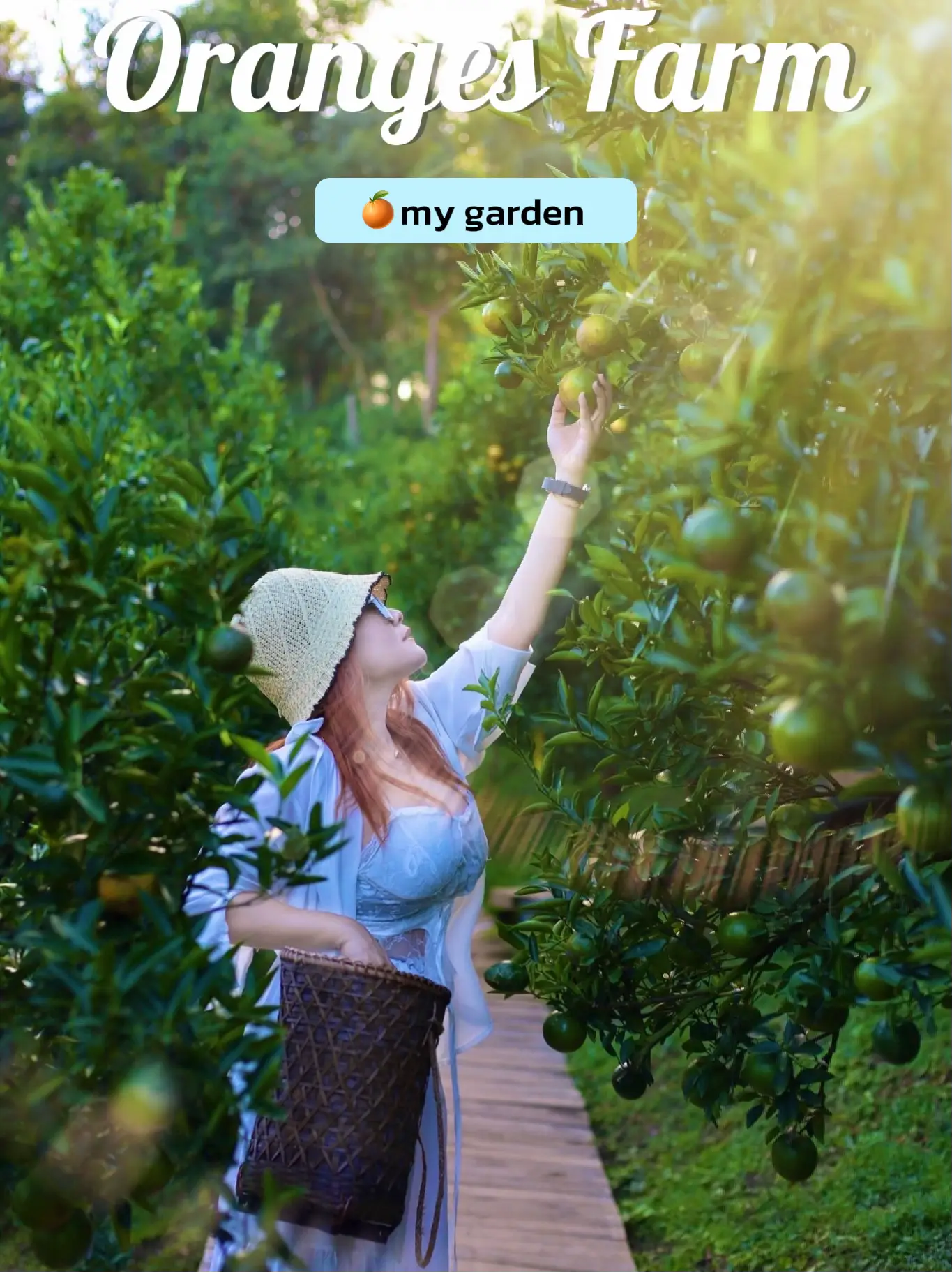 🍊my garden | แกลเลอรีที่โพสต์โดย Lek Panadda | Lemon8