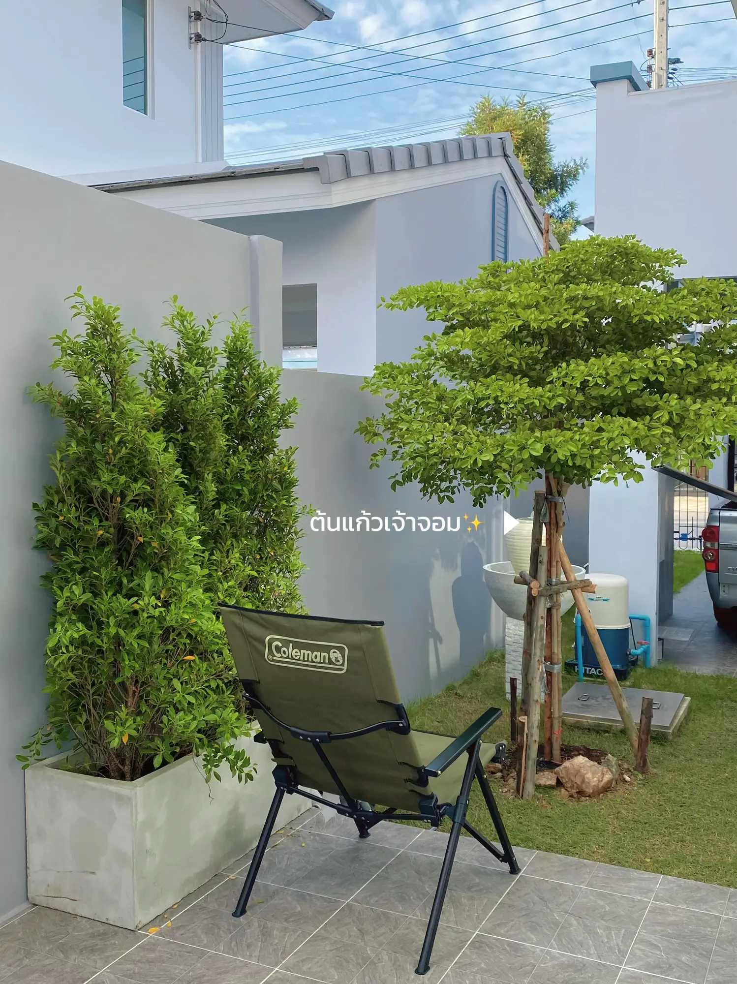 รีวิวต้นไม้มงคลในบ้าน🌳 🥰 | แกลเลอรีที่โพสต์โดย Chadaa | Lemon8